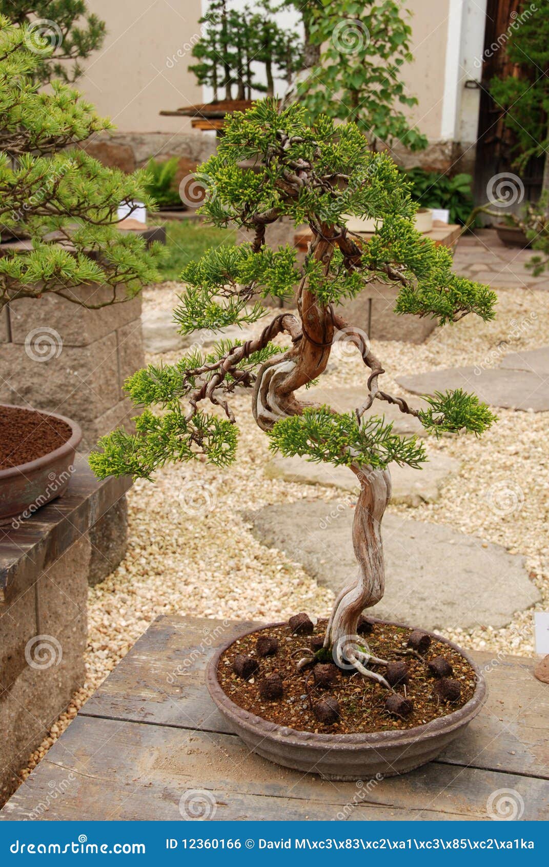 Bonsai stock photo. Image of organic, natural, bonsai - 12360166