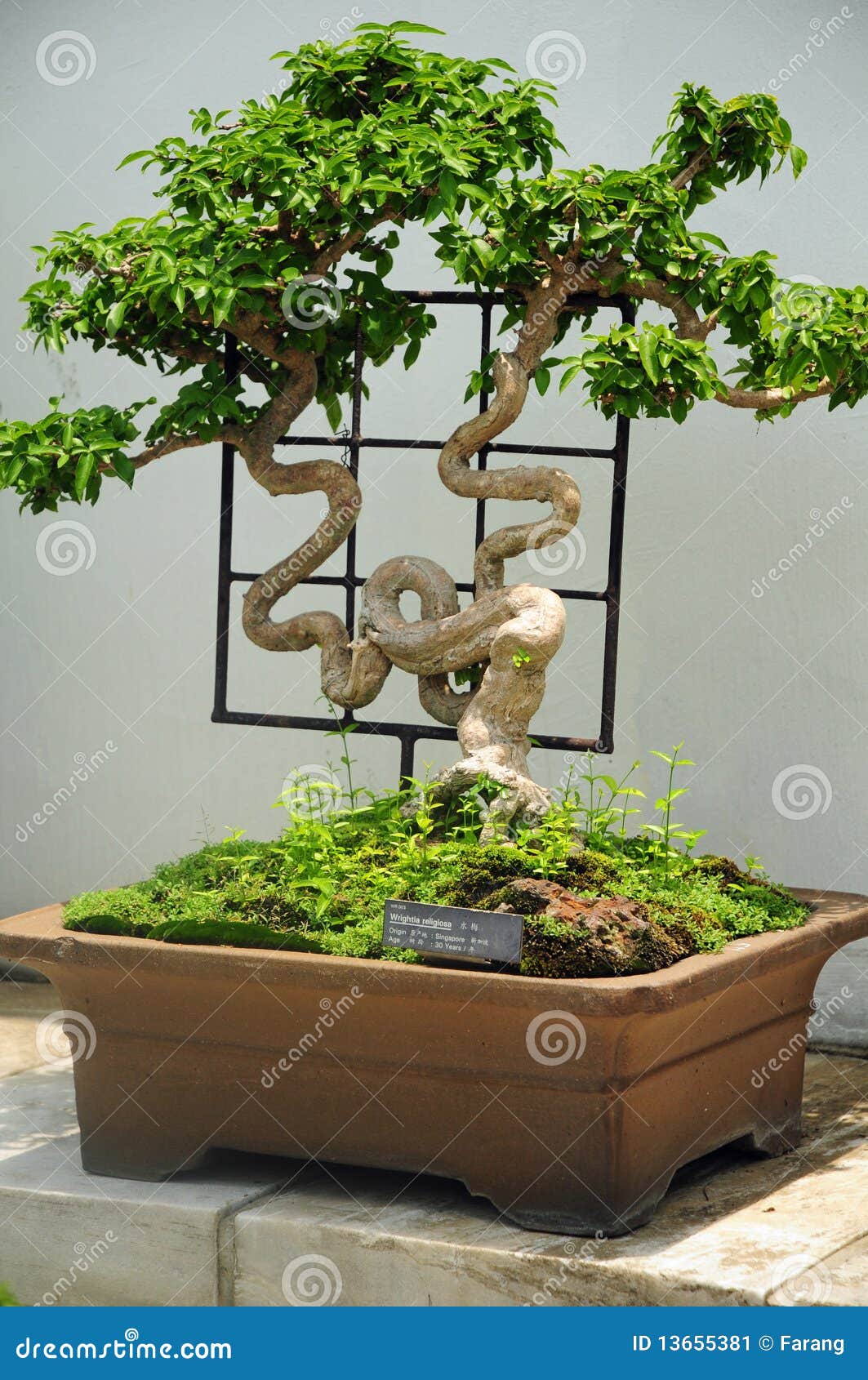 Mango Bonsai Tree