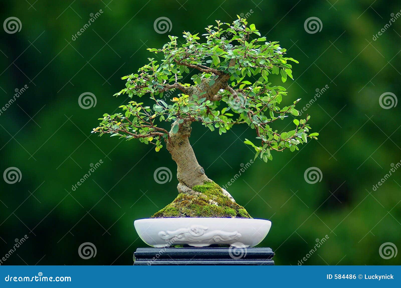 Bonsai stock photo. Image of ceremonies, views, abstract - 584486