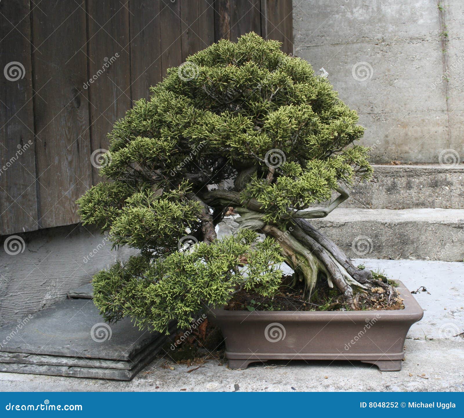 Bonsai stock photo. Image of tree, bonsai, leaning, needles - 8048252