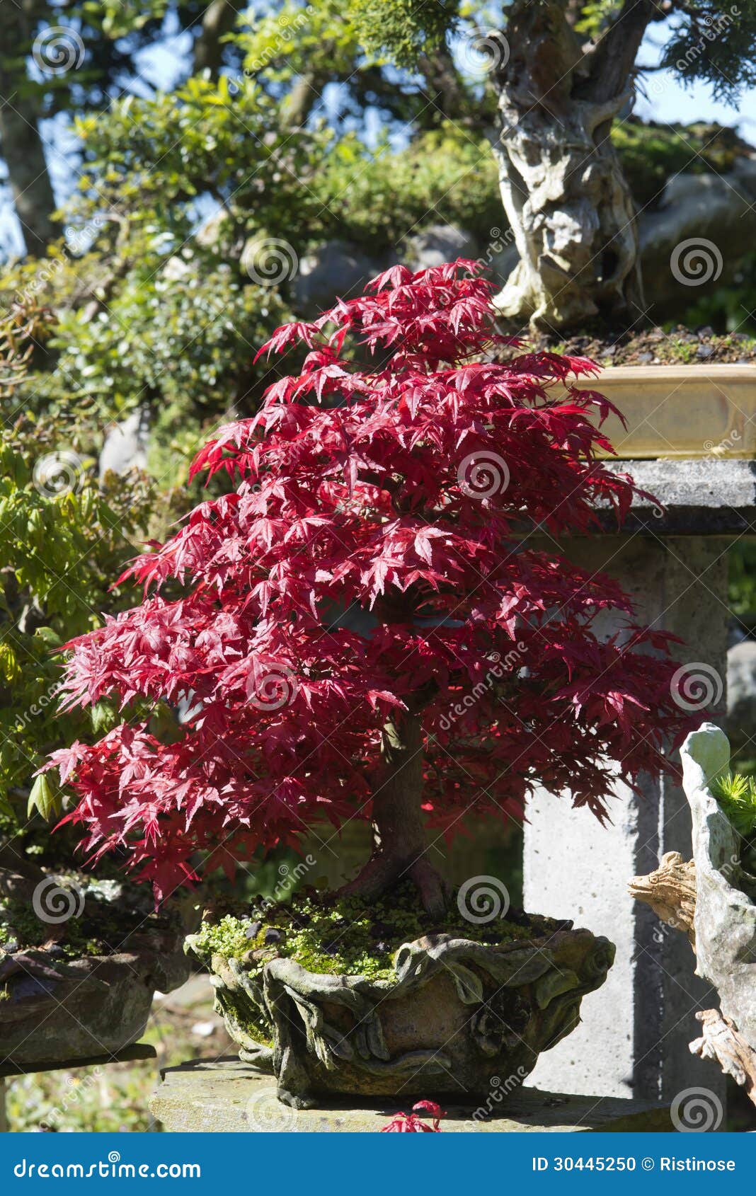 Bonsai Acer Palmatum, Red Maple Stock Photo - Image of eikan, foliage ...