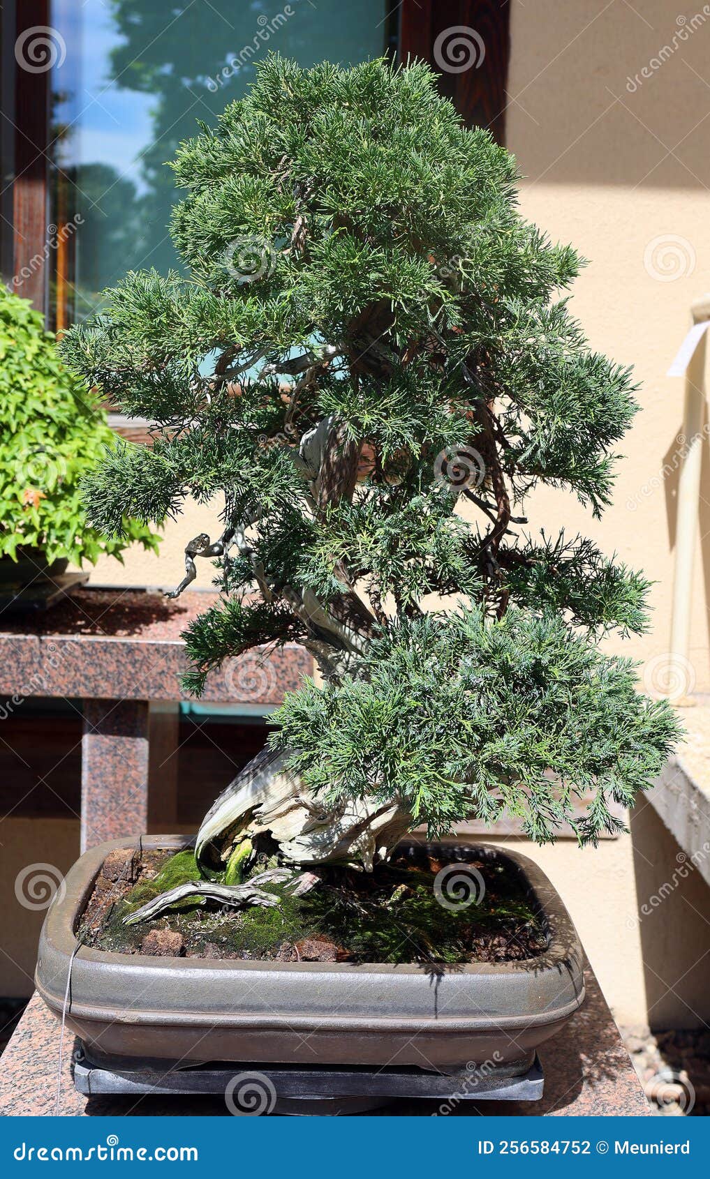 Bonsai. it is an Asian Art Form Using Cultivation Techniques To Produce ...