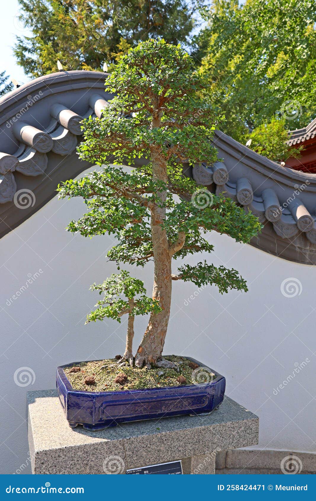 Bonsai. it is an Asian Art Form Using Cultivation Techniques Editorial ...