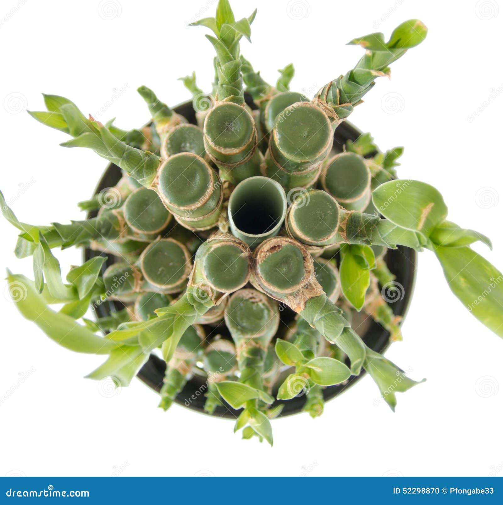 Bonsai Bamboo Sticks Tight Together Stock Photo - Image of culture ...