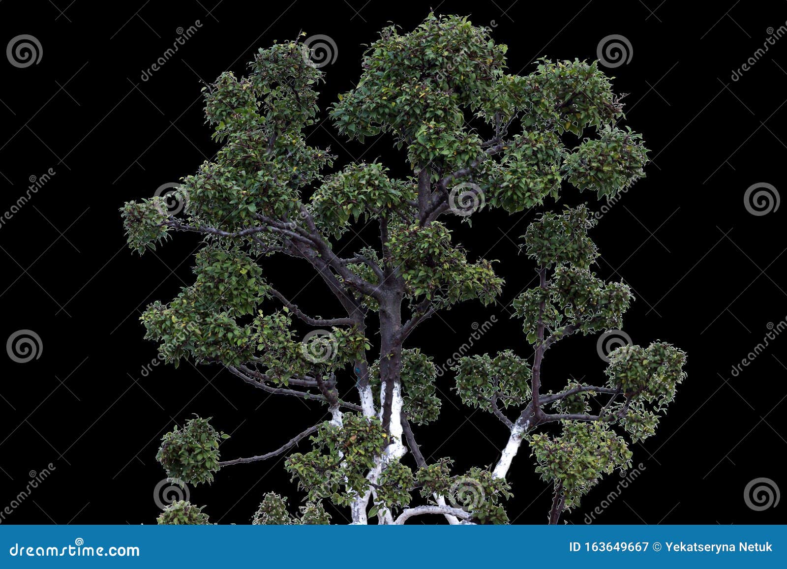 Bonsai Banyan Tree, with Black Background Stock Image - Image of branch ...