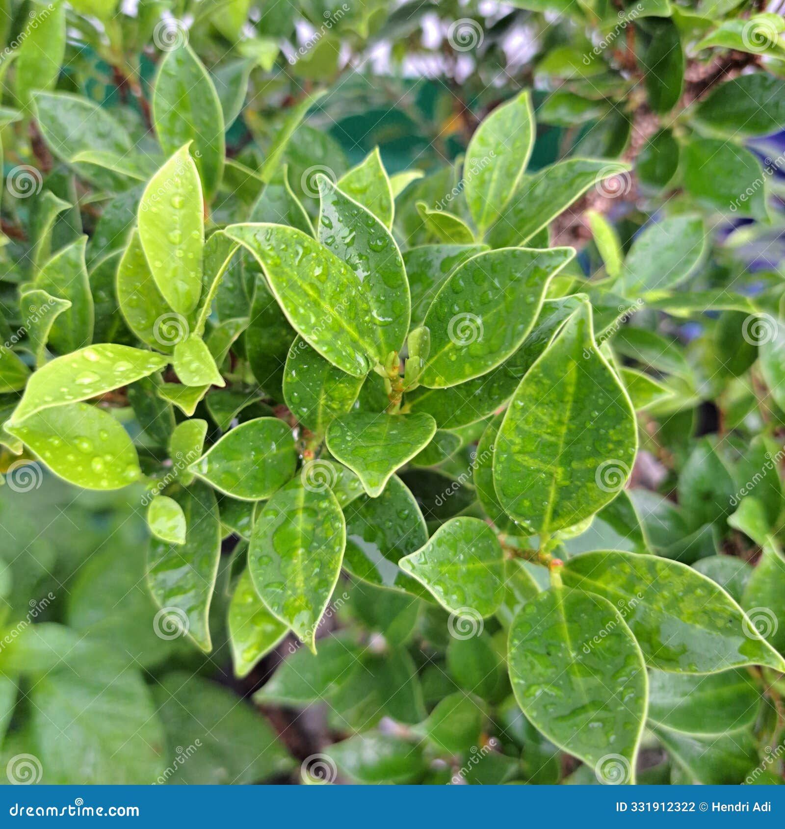 Bonsai Banyan Tree Leaves on the Ferry Stock Photo - Image of banyan ...