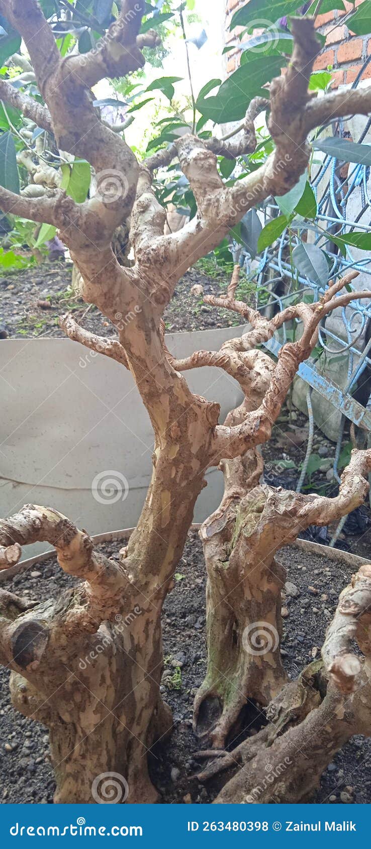Bonsai stock photo. Image of creature, nature, beauty - 263480398