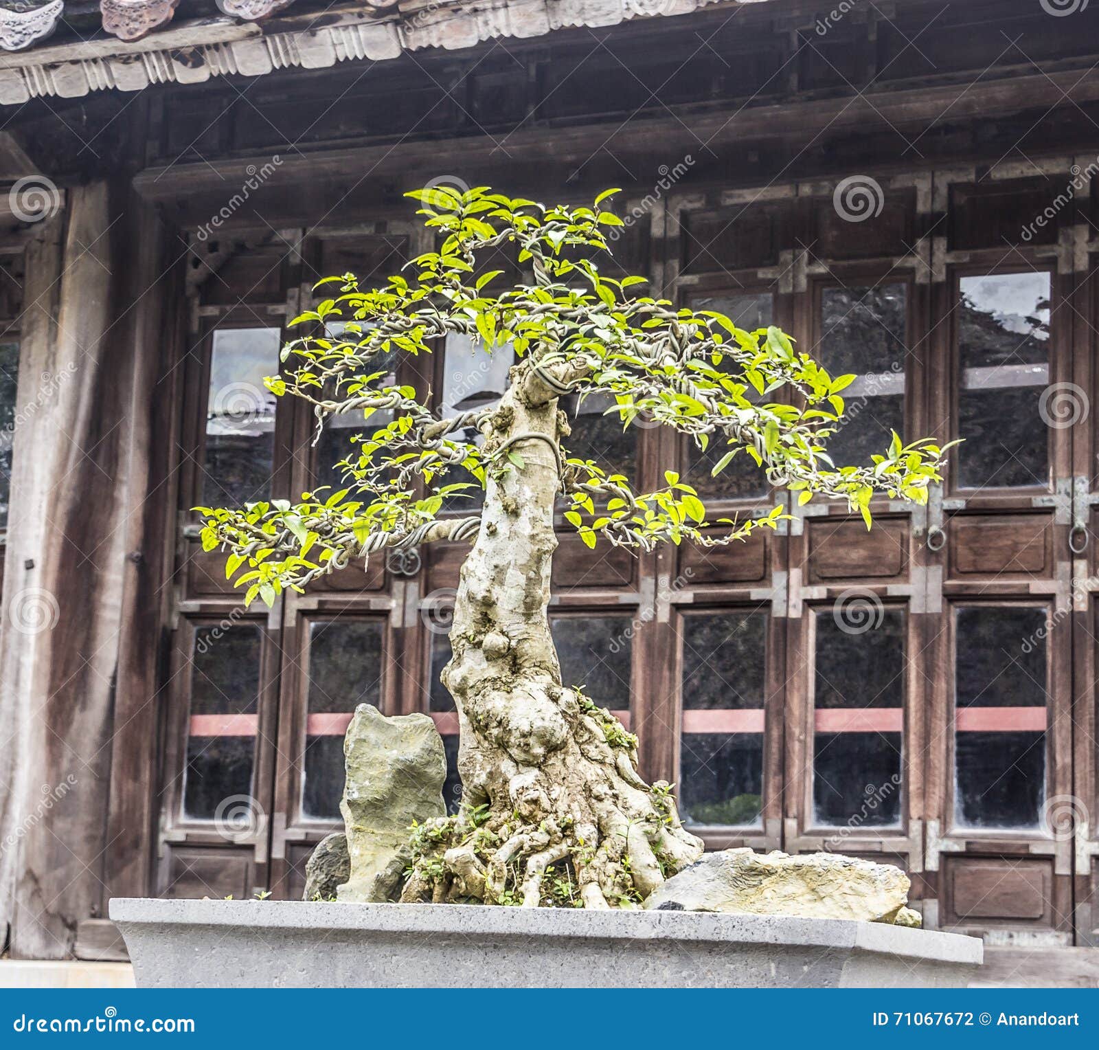 Bonsai Bij Het Graf Van Turkije Duc Stock Foto - Image of mooi, tint: 71067672