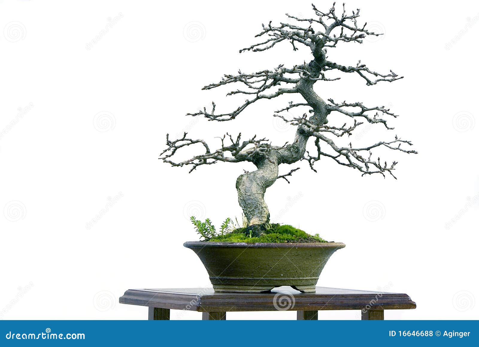 Bonsai in blue stock photo. Image of pine, bonzai, isolated - 16646688