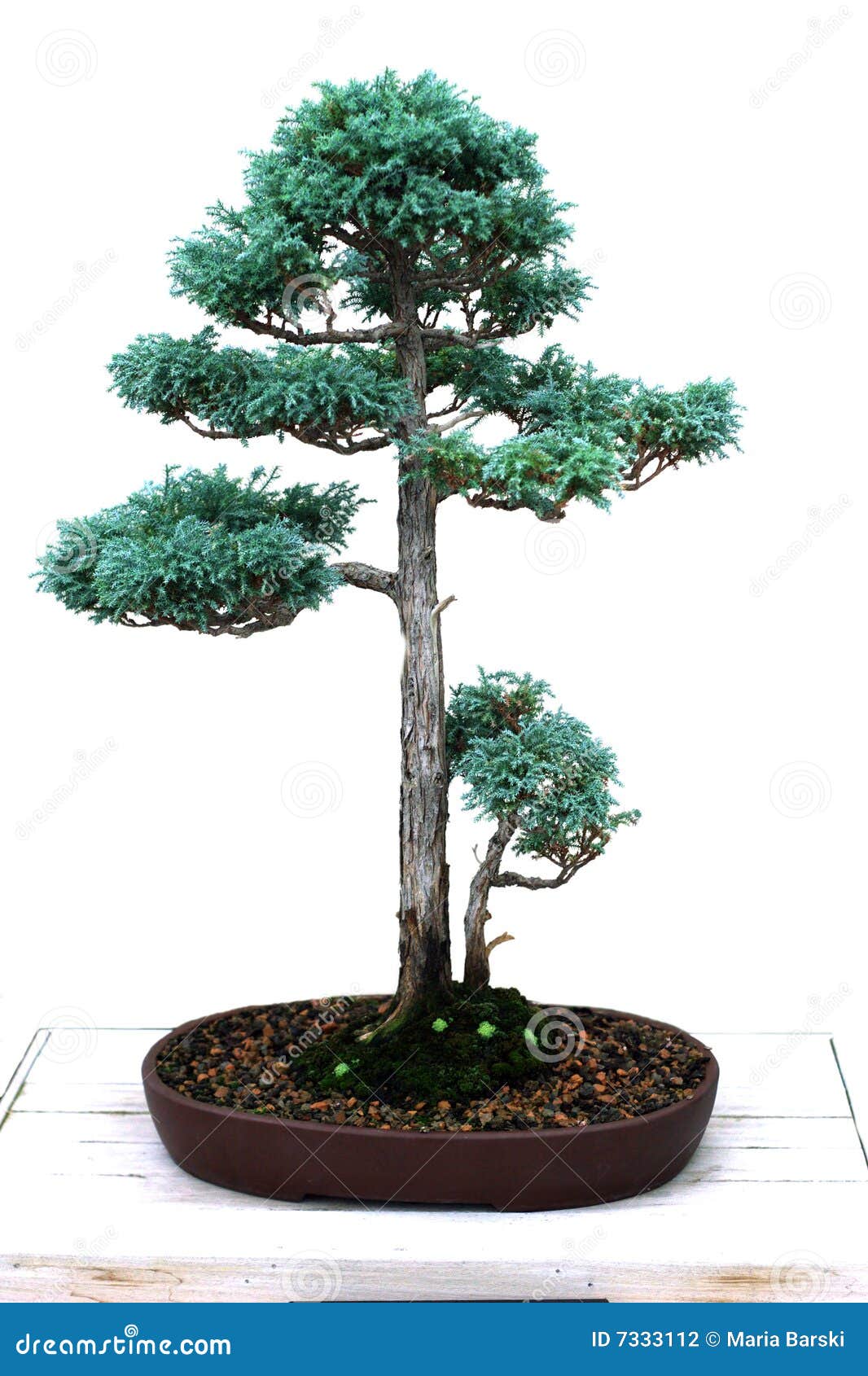 Bonsai - Cipresso Falso Di Sawara Fotografia Stock - Immagine di pianta ...