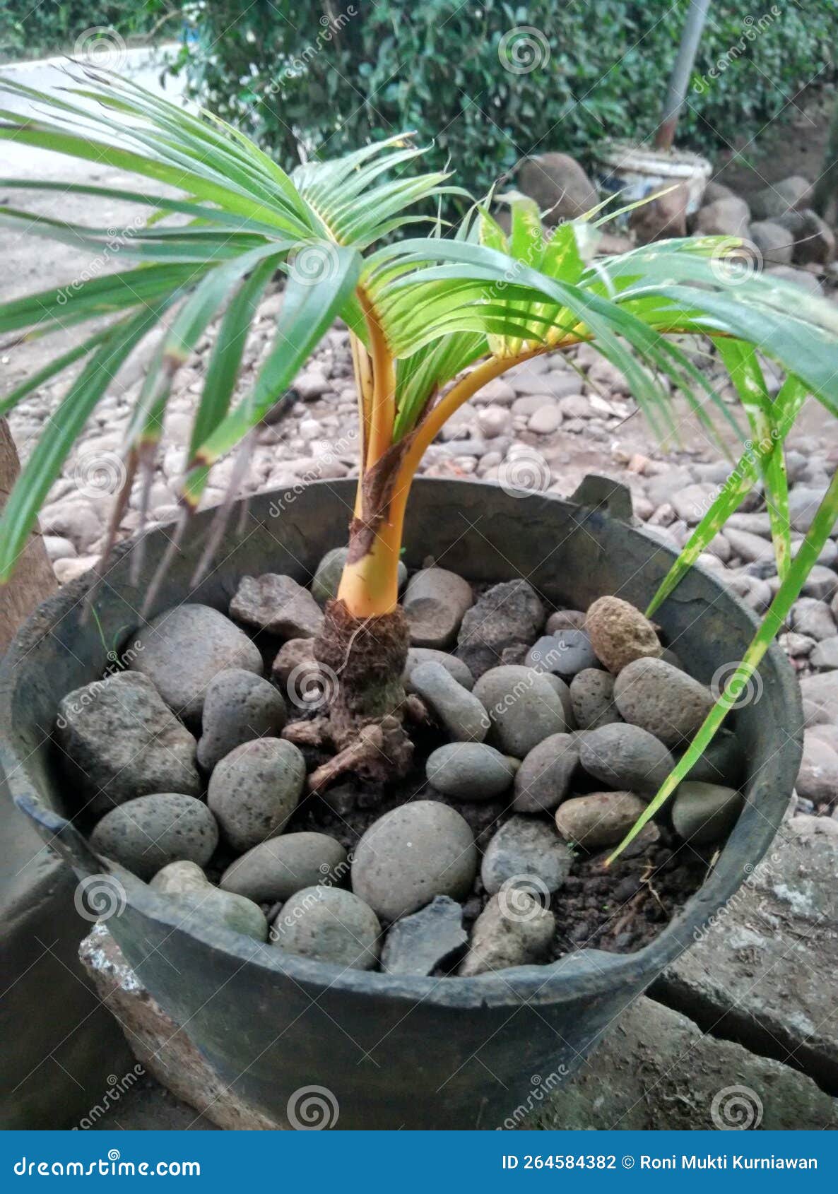 Bonsai of coconut tree stock photo. Image of branch - 264584382