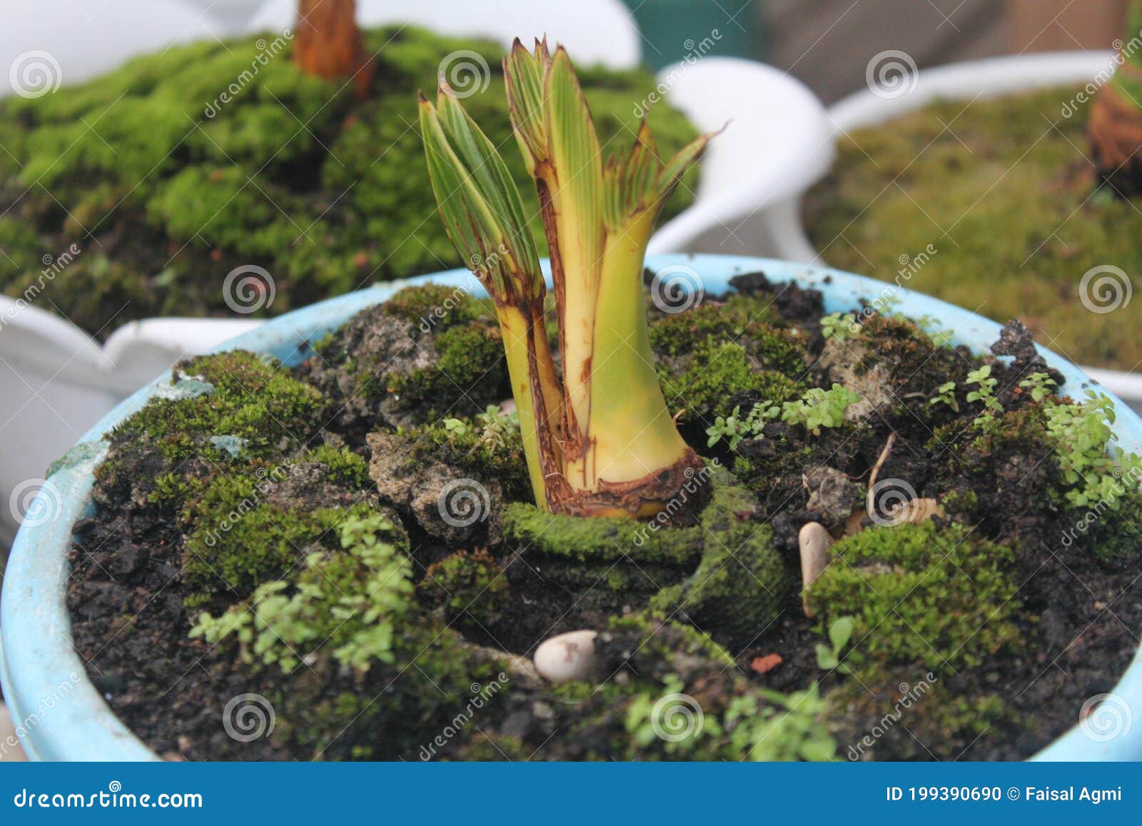Bonsai of Coconut Tree with Moss Stock Photo - Image of tree, moss ...