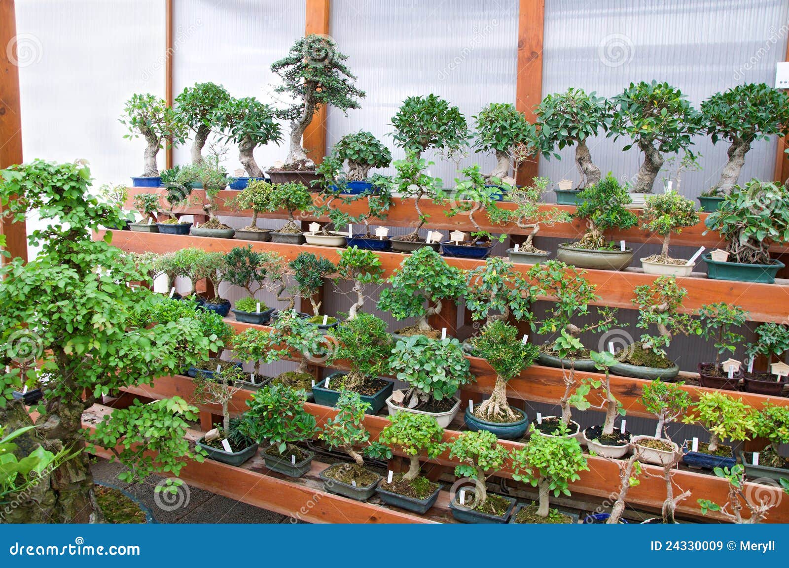 Bonsai collection stock image. Image of display, tree - 24330009