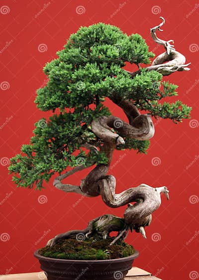 Bonsai conifer stock image. Image of culture, tree, japenese - 19953933