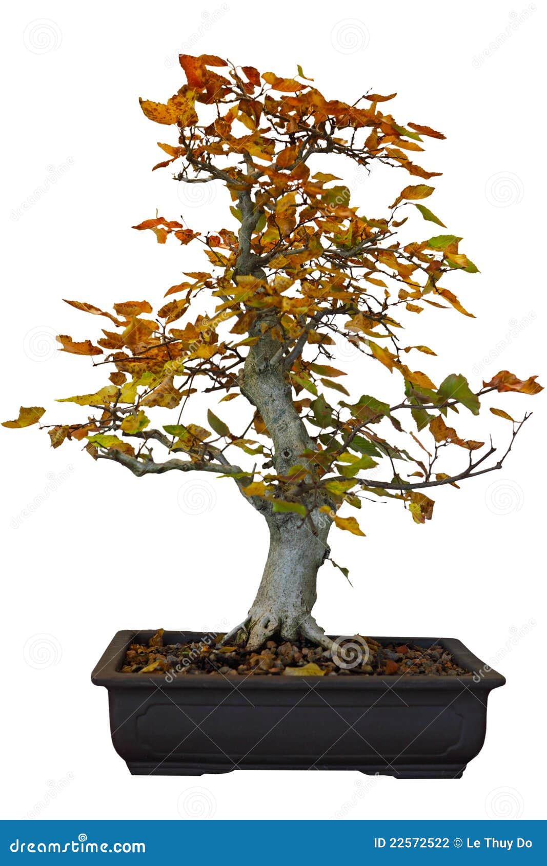 Bonsai Photography