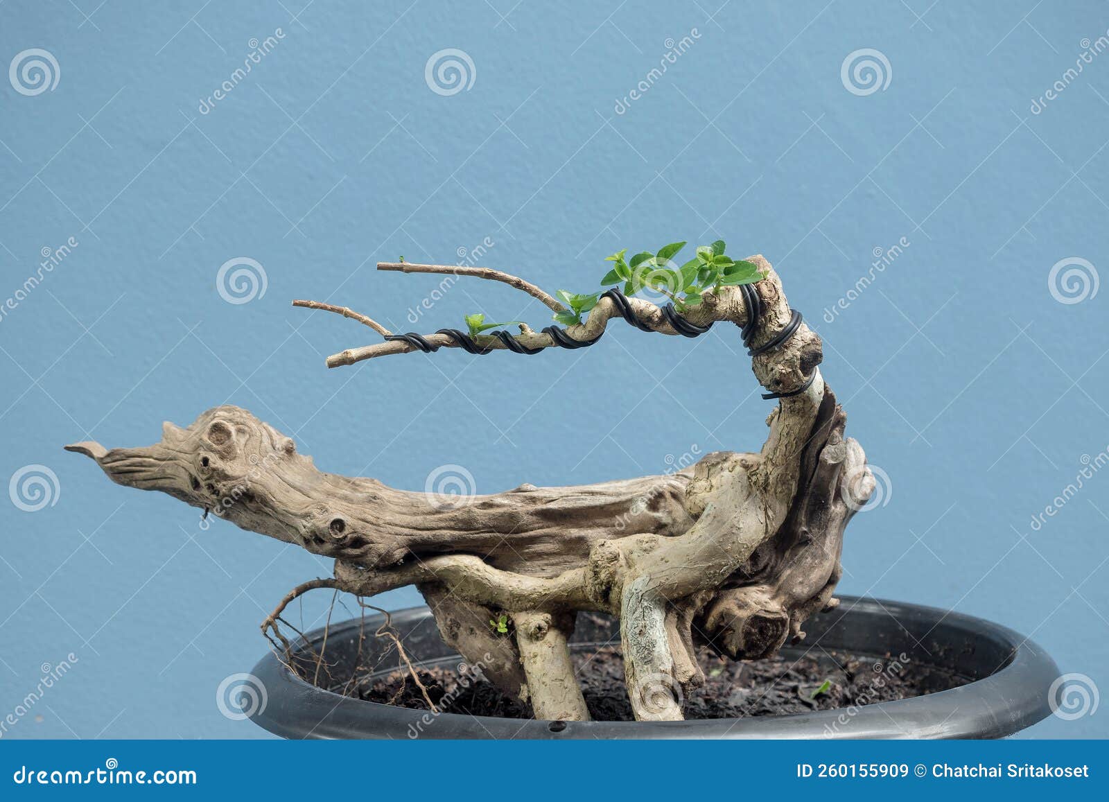 Bonsai or Cultivation of Premna Trees To Mimic the Shape and Scale of ...
