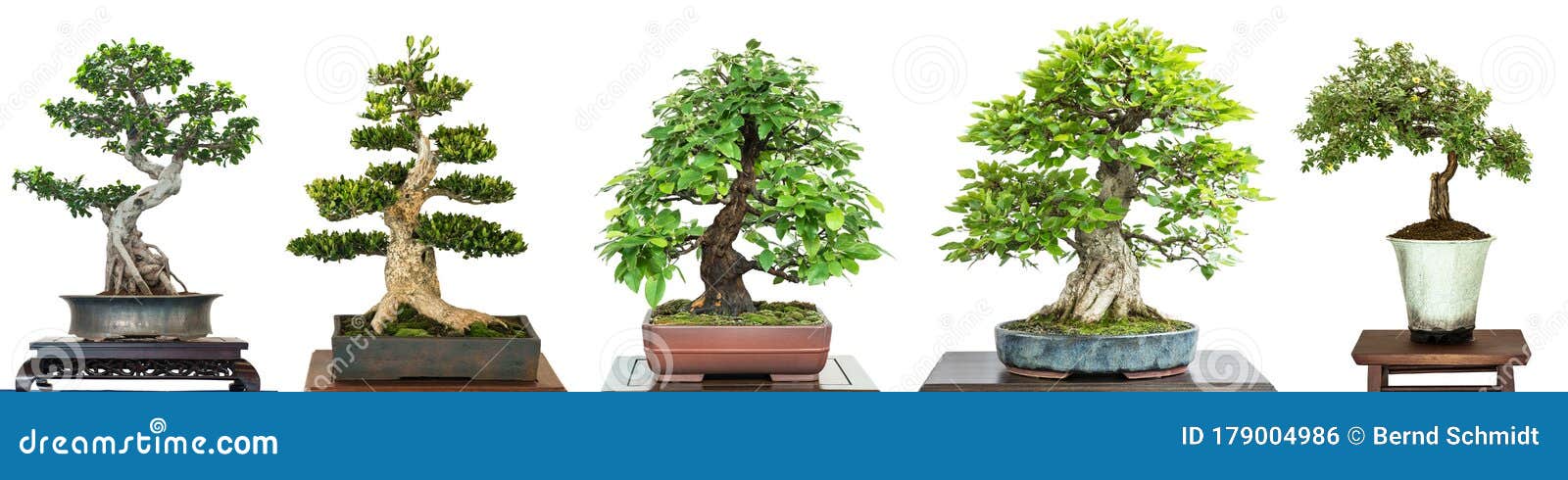 Bonsai Deciduous Trees at a Exhibition Stock Photo - Image of ...