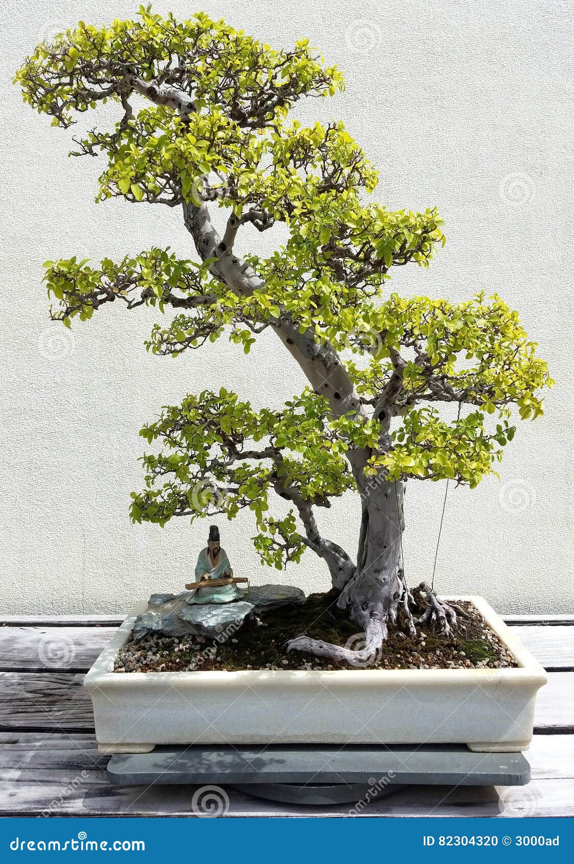 Bonsai deciduous trees stock photo. Image of miniature - 82304320