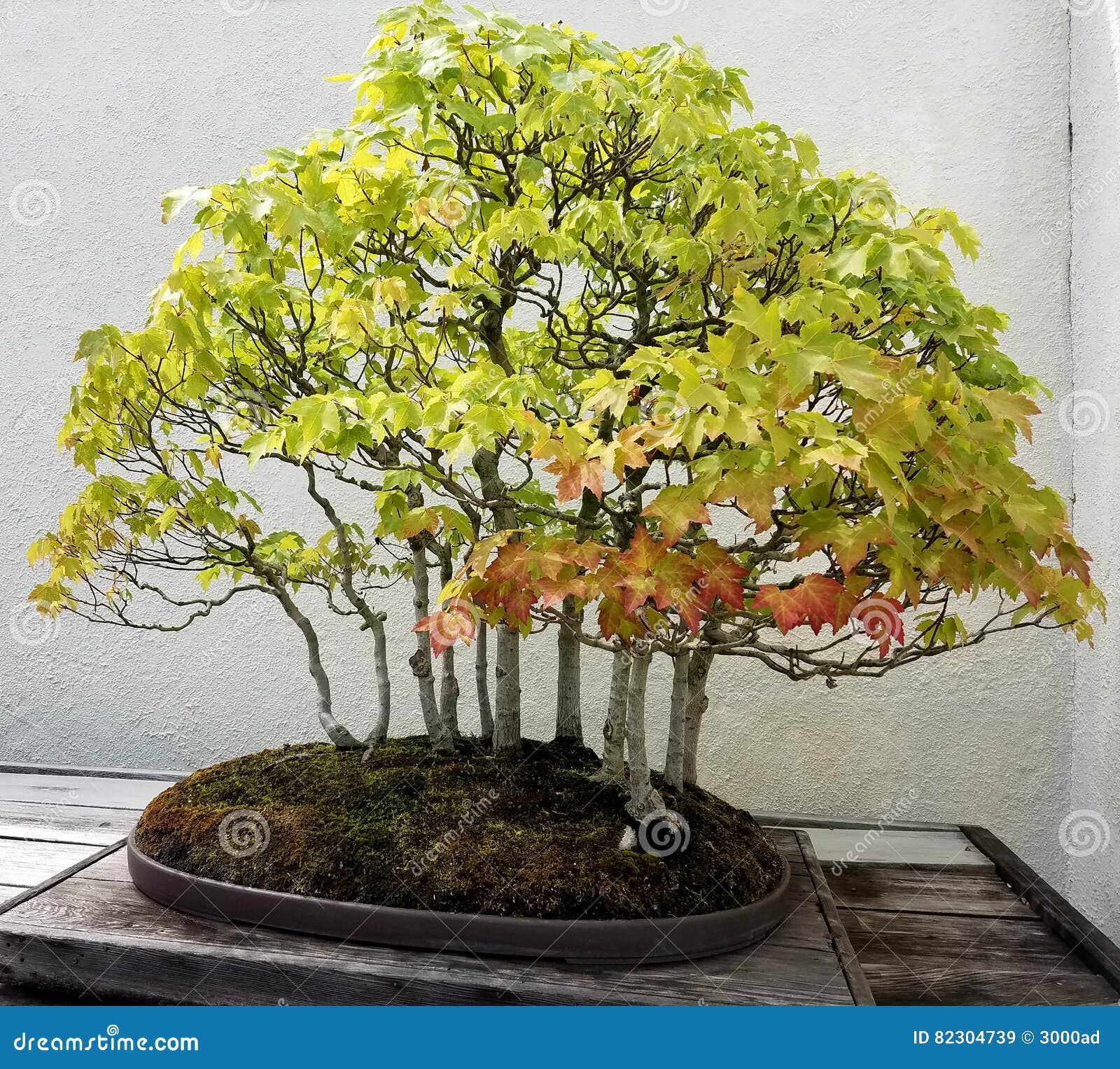 Bonsai deciduous trees stock image. Image of houseplant - 82304739
