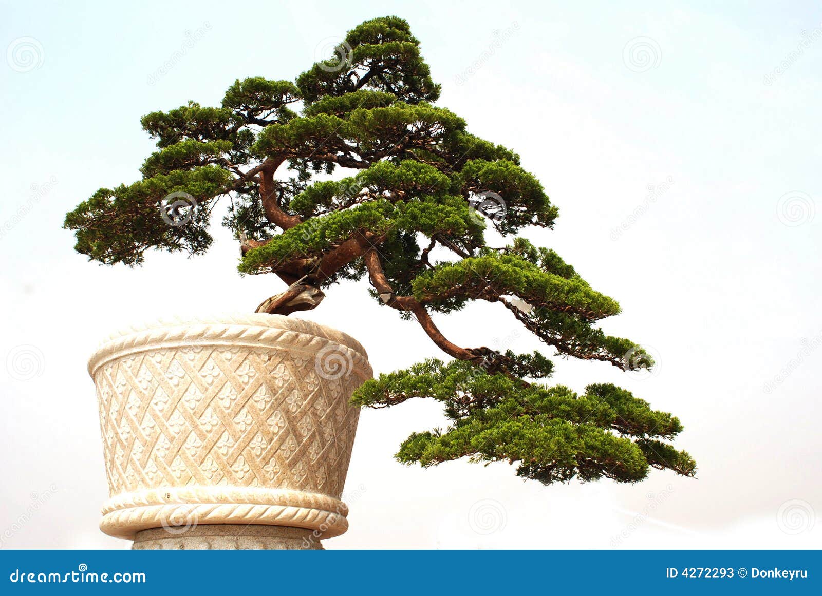 Bonsai del cipresso immagine stock. Immagine di nano, ornamentale - 4272293