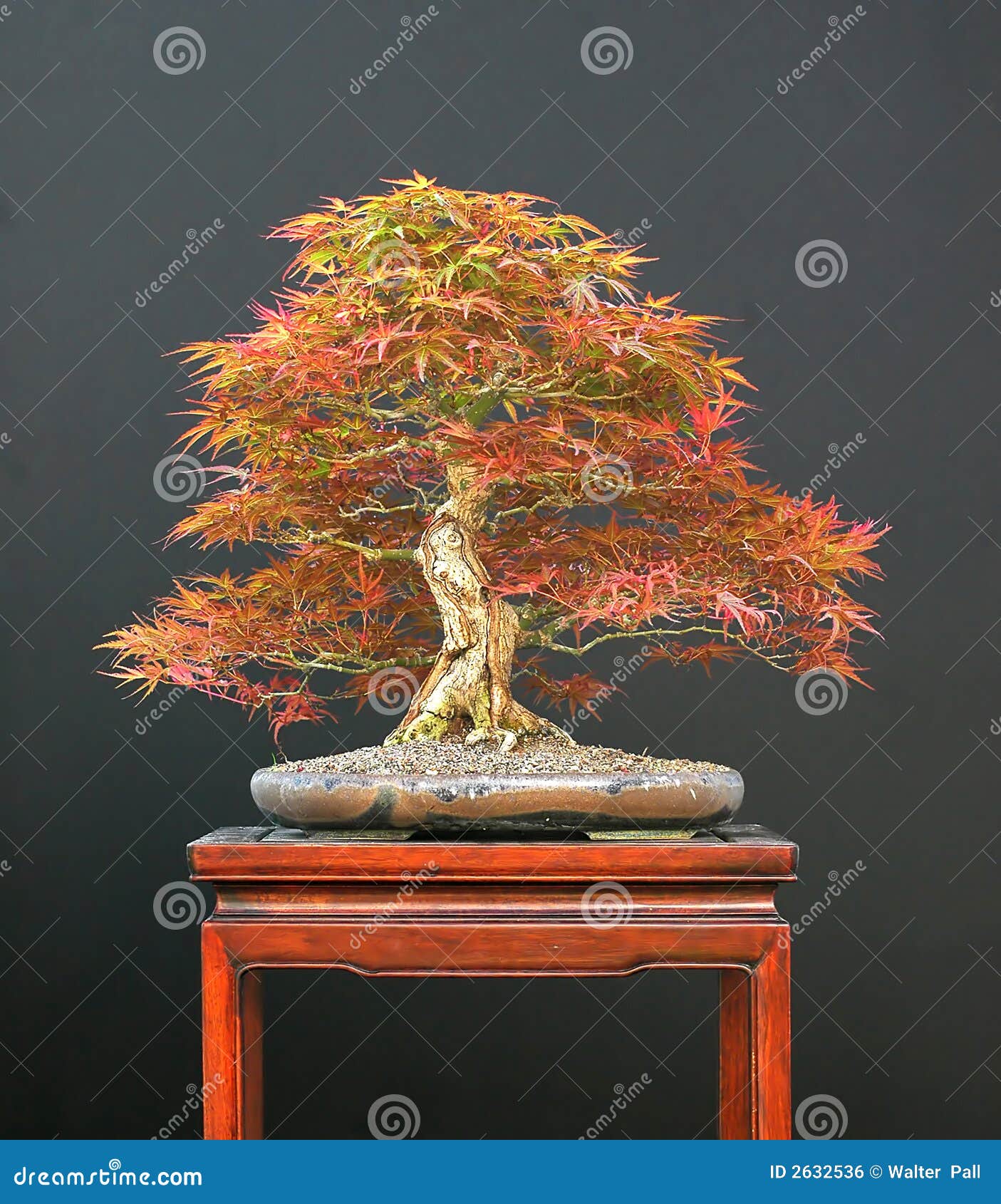 Bonsai Dell'acero Giapponese Fotografia Stock - Immagine di nave, rosso ...