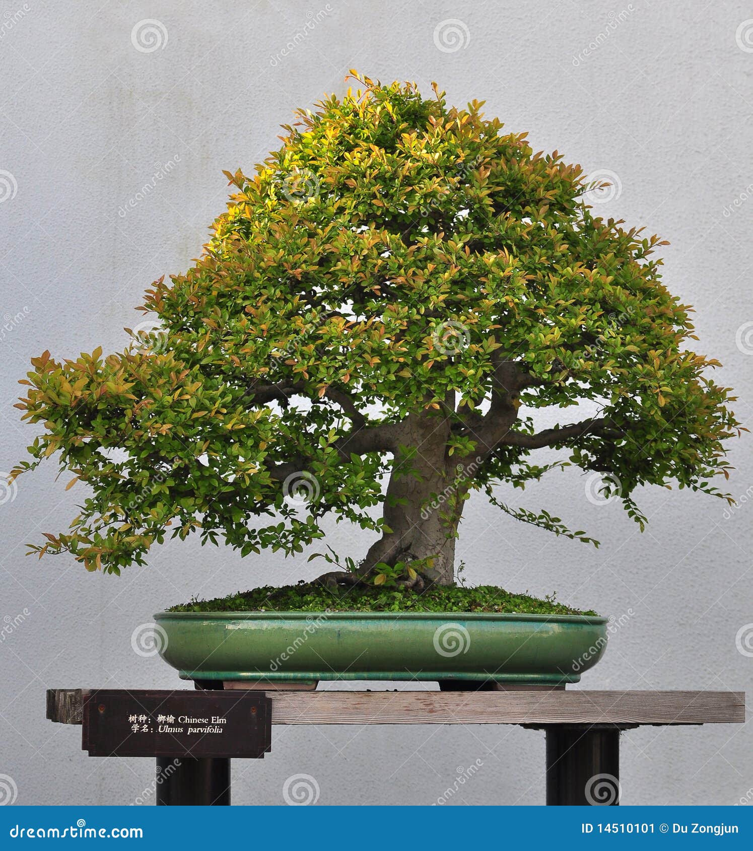 Bonsai dell'olmo cinese immagine stock. Immagine di albero - 14510101
