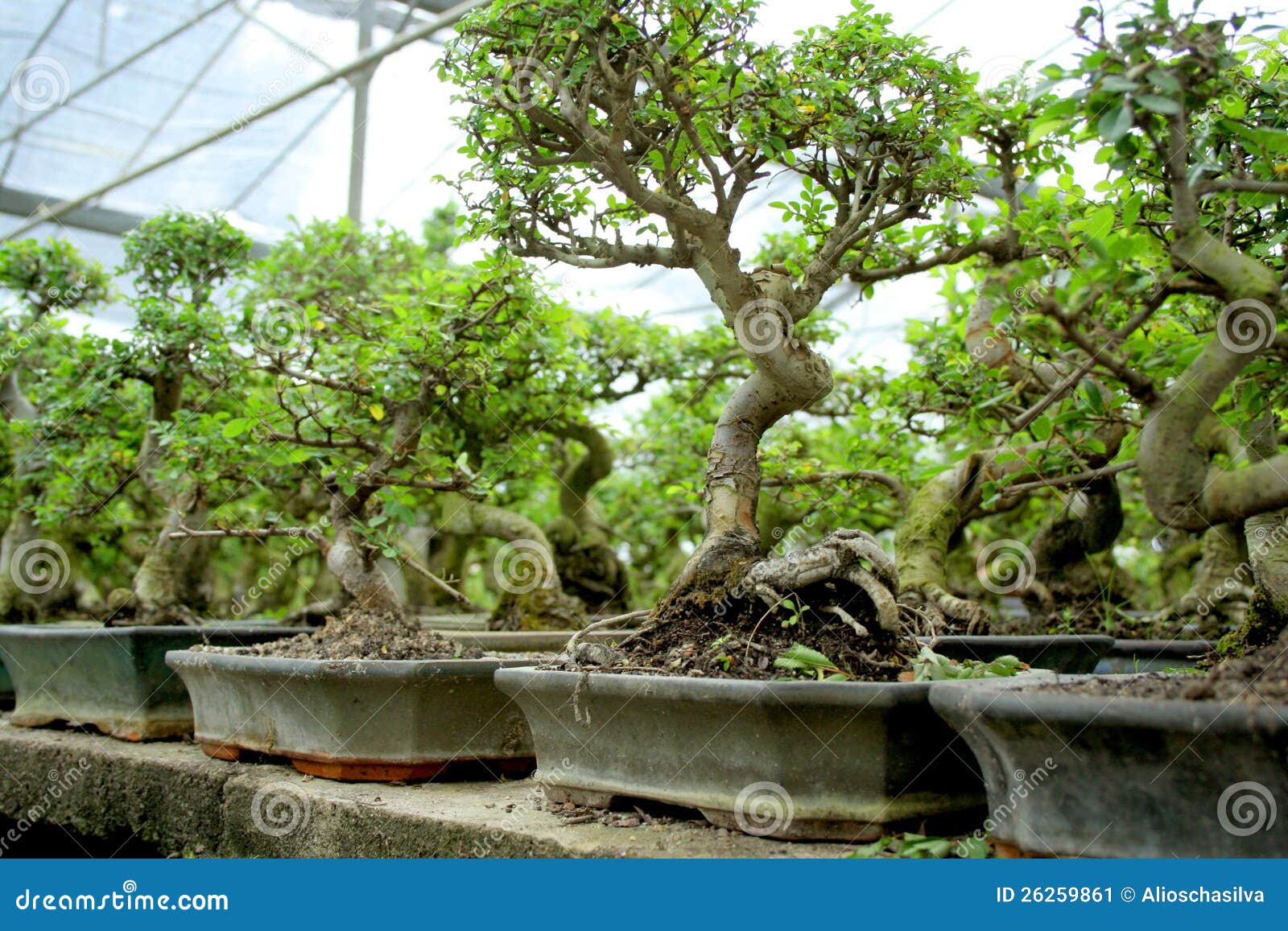 Bonsai Detail Mini Tree stock image. Image of mini, shot - 26259861