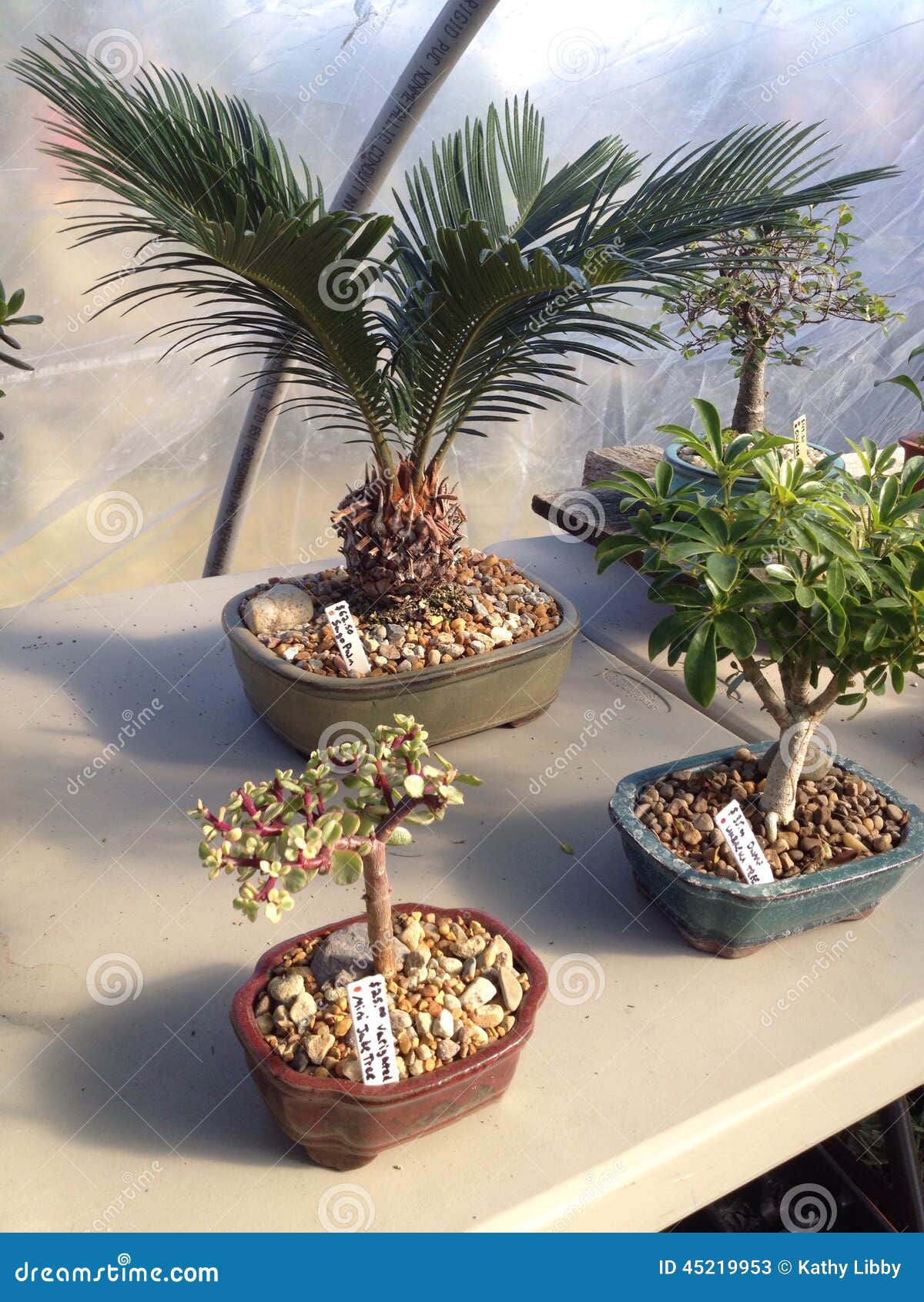 Bonsai display stock image. Image of bonsai, tree, table - 45219953