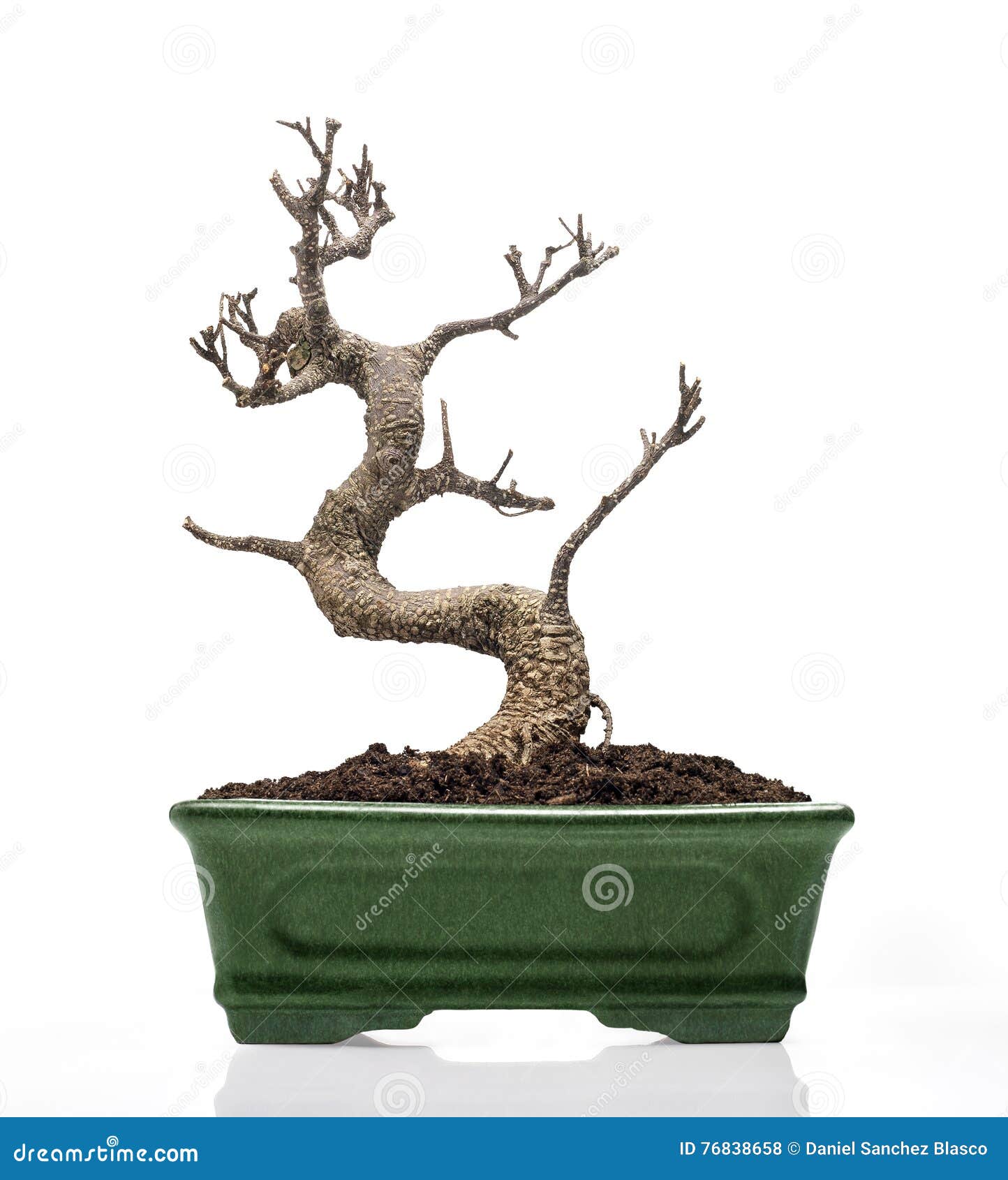 Bonsai dry closeup stock photo. Image of decoration, hobby - 76838658