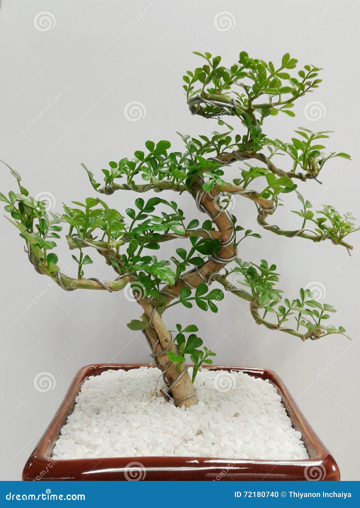 Bonsai stock photo. Image of japan, trees, dwarf, bending - 72180740