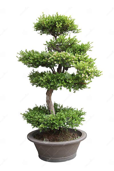 Bonsai elm tree stock photo. Image of chinese, hobby - 20405496