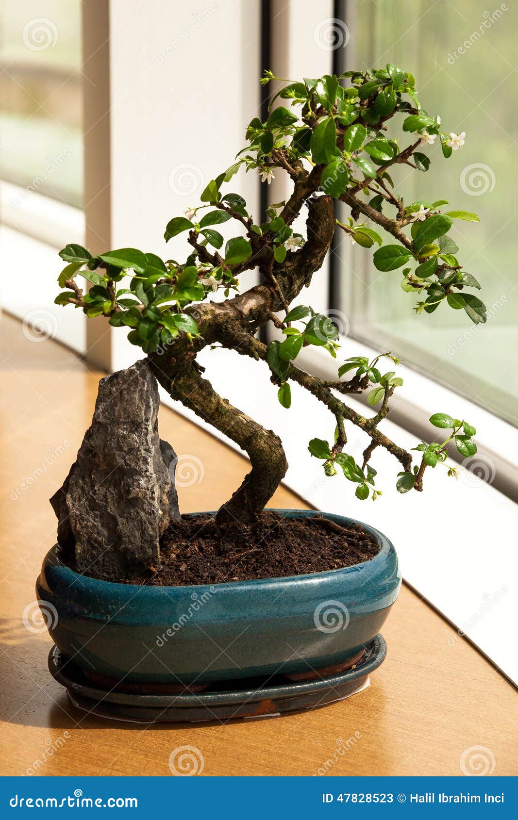 Bonsai front window stock image. Image of botanical, honor - 47828523