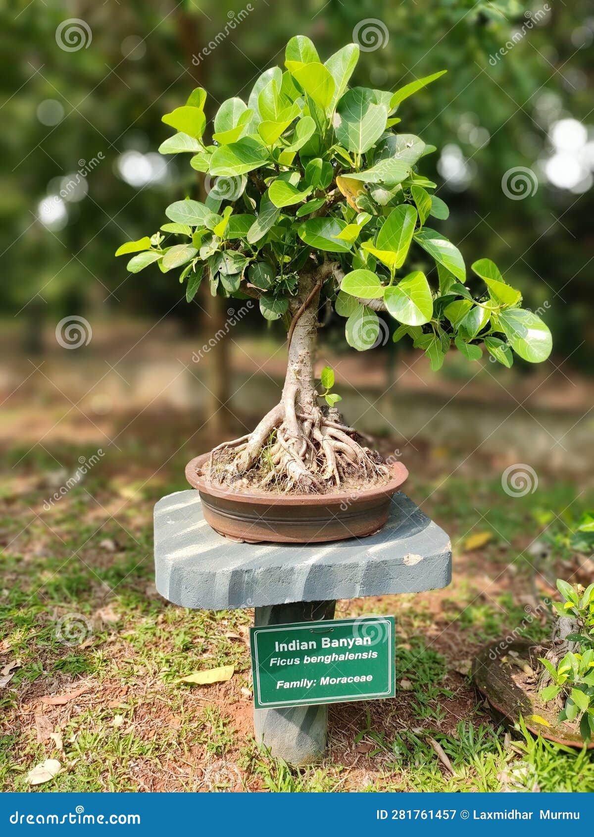 Baniyan Bonsai Stock Photos - Free & Royalty-Free Stock Photos from ...