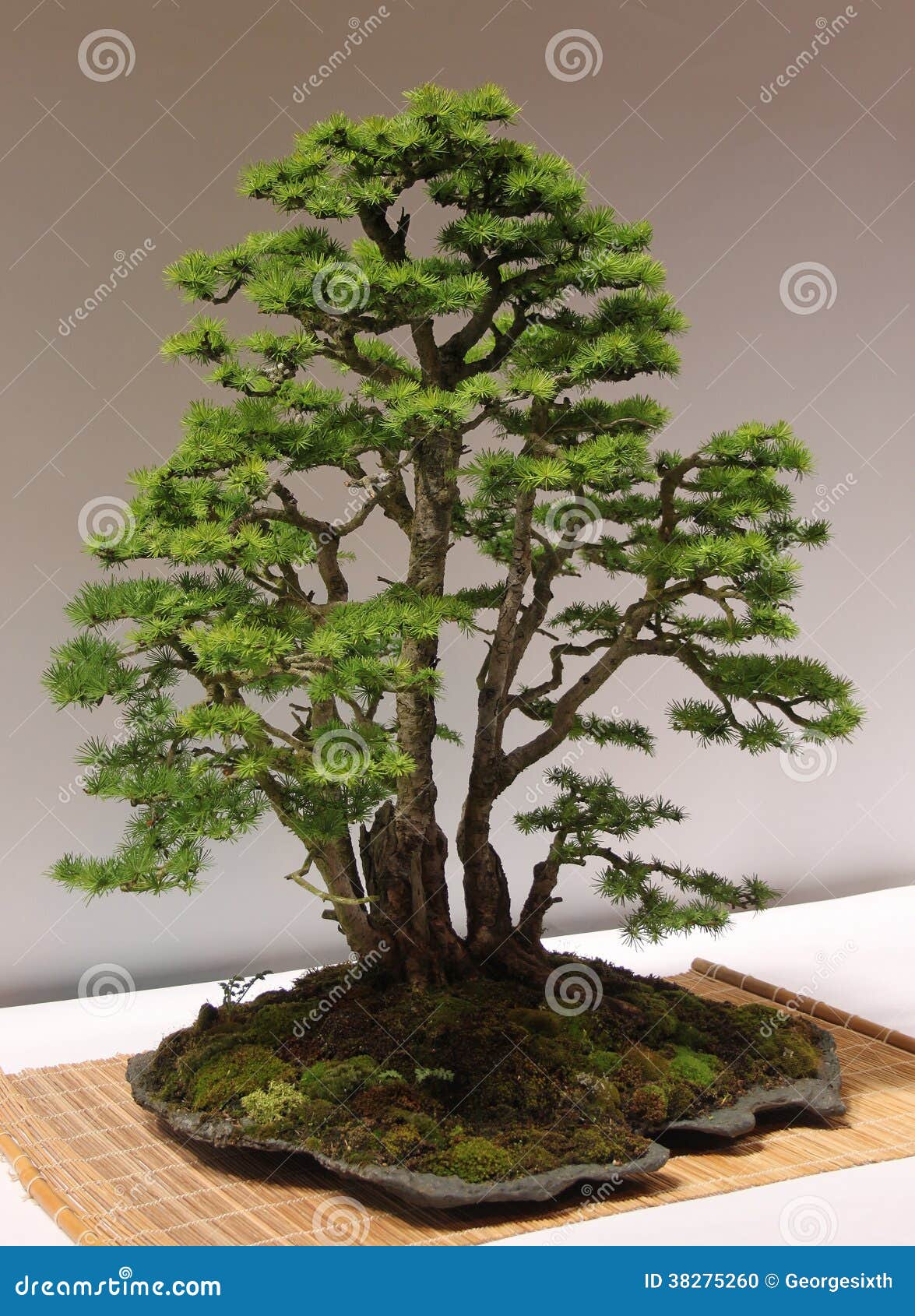Bonsai Larch Larix Decidua Miniature Tree Stock Photo - Image of hobby ...