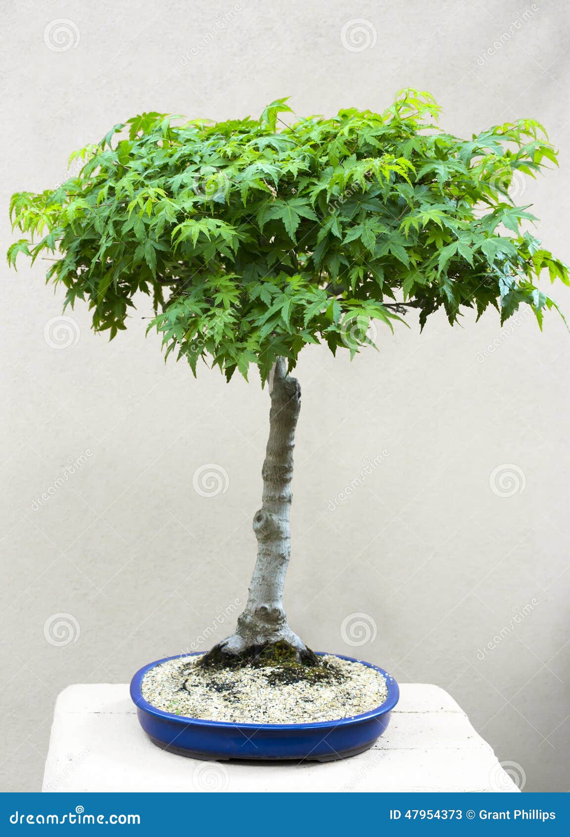 Bonsai Maple Tree stock image. Image of growth, gardening - 47954373
