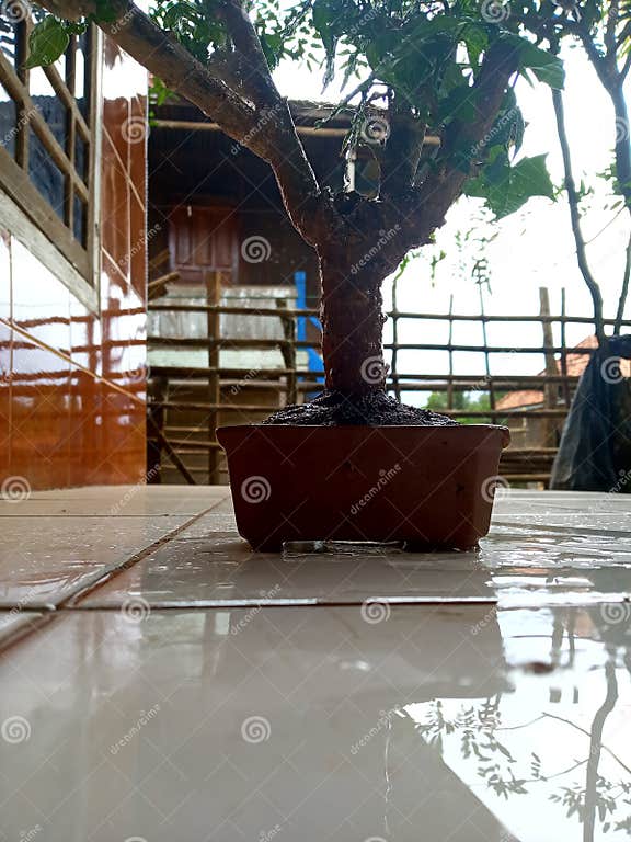 Bonsai meme tree flower stock image. Image of iron, lighting - 209168007