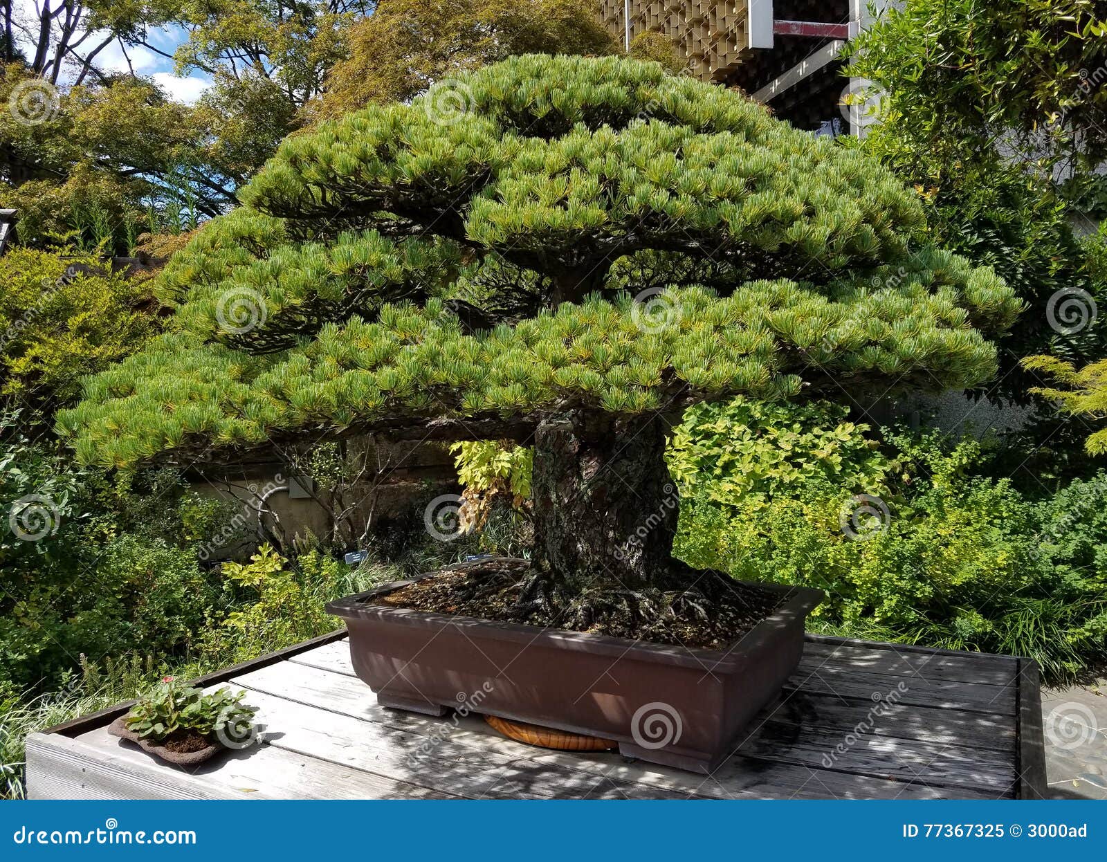 Bonsai miniature juniper stock image. Image of miniature - 77367325