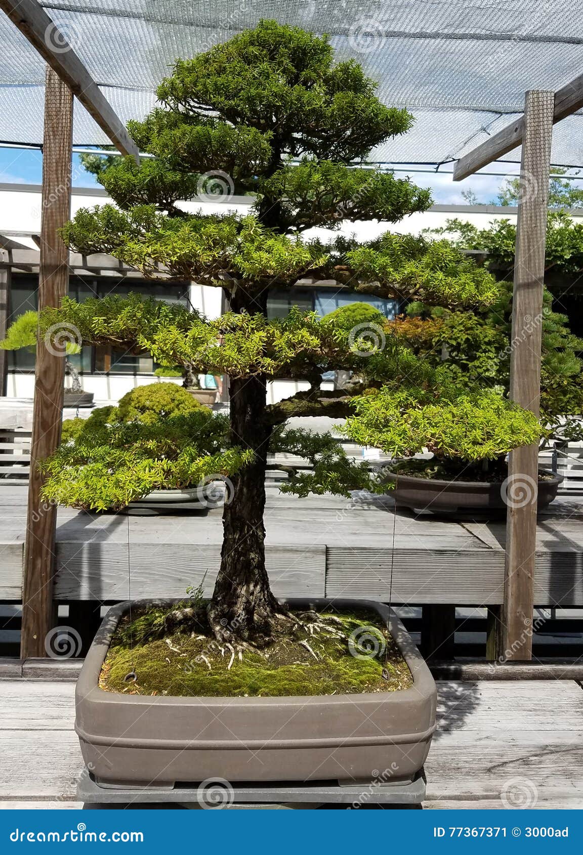 Bonsai miniature juniper stock image. Image of juniper - 77367371
