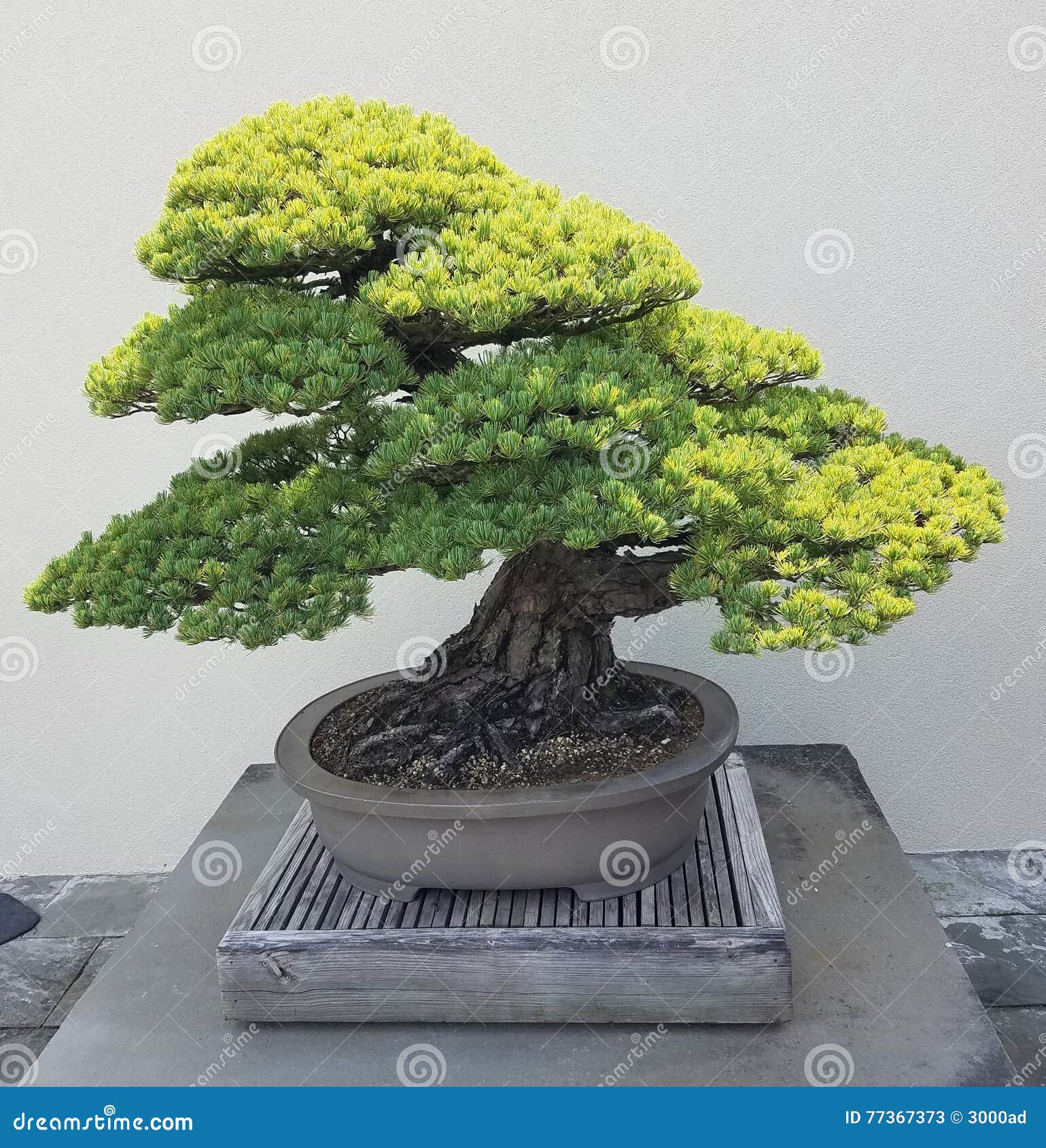 Bonsai miniature juniper stock image. Image of growth - 77367373