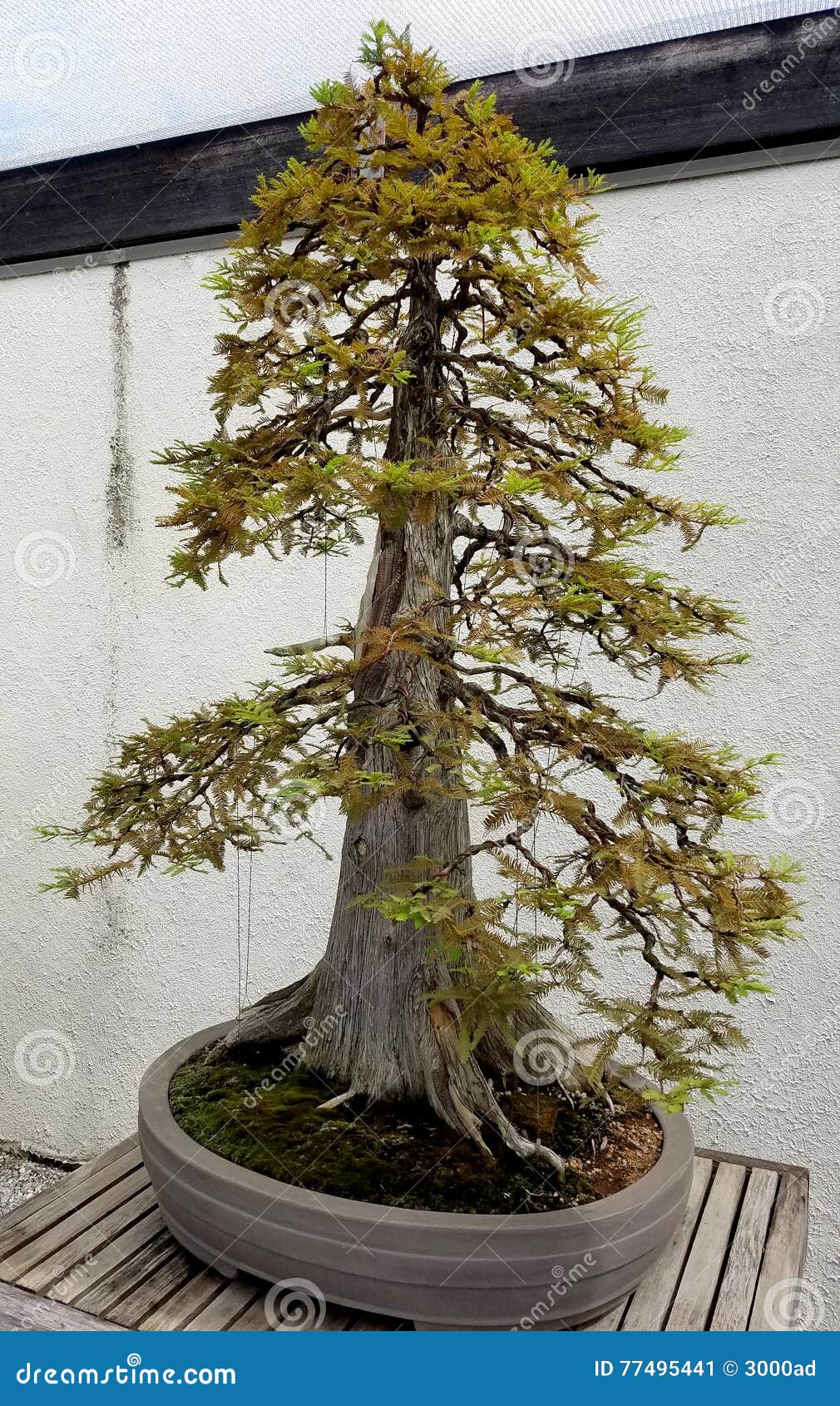 Bonsai miniature juniper stock image. Image of ornamental - 77495441