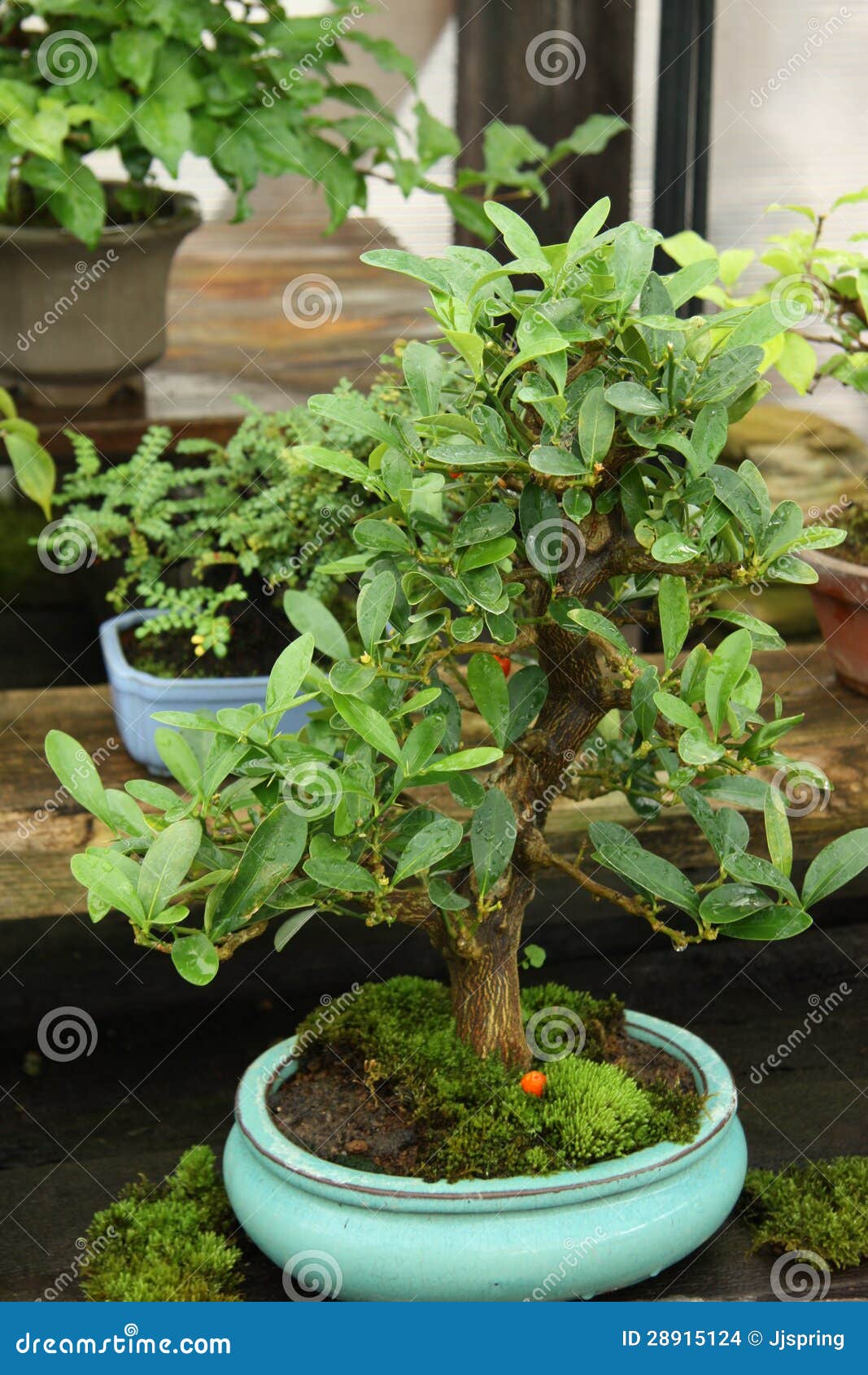 Bonsai miniature tree stock photo. Image of gardening - 28915124