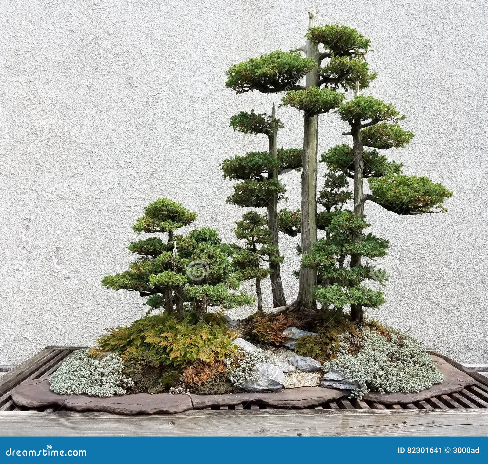 Bonsai Miniatuur Altijdgroene Bomen Stock Afbeelding - Image of dwerg ...