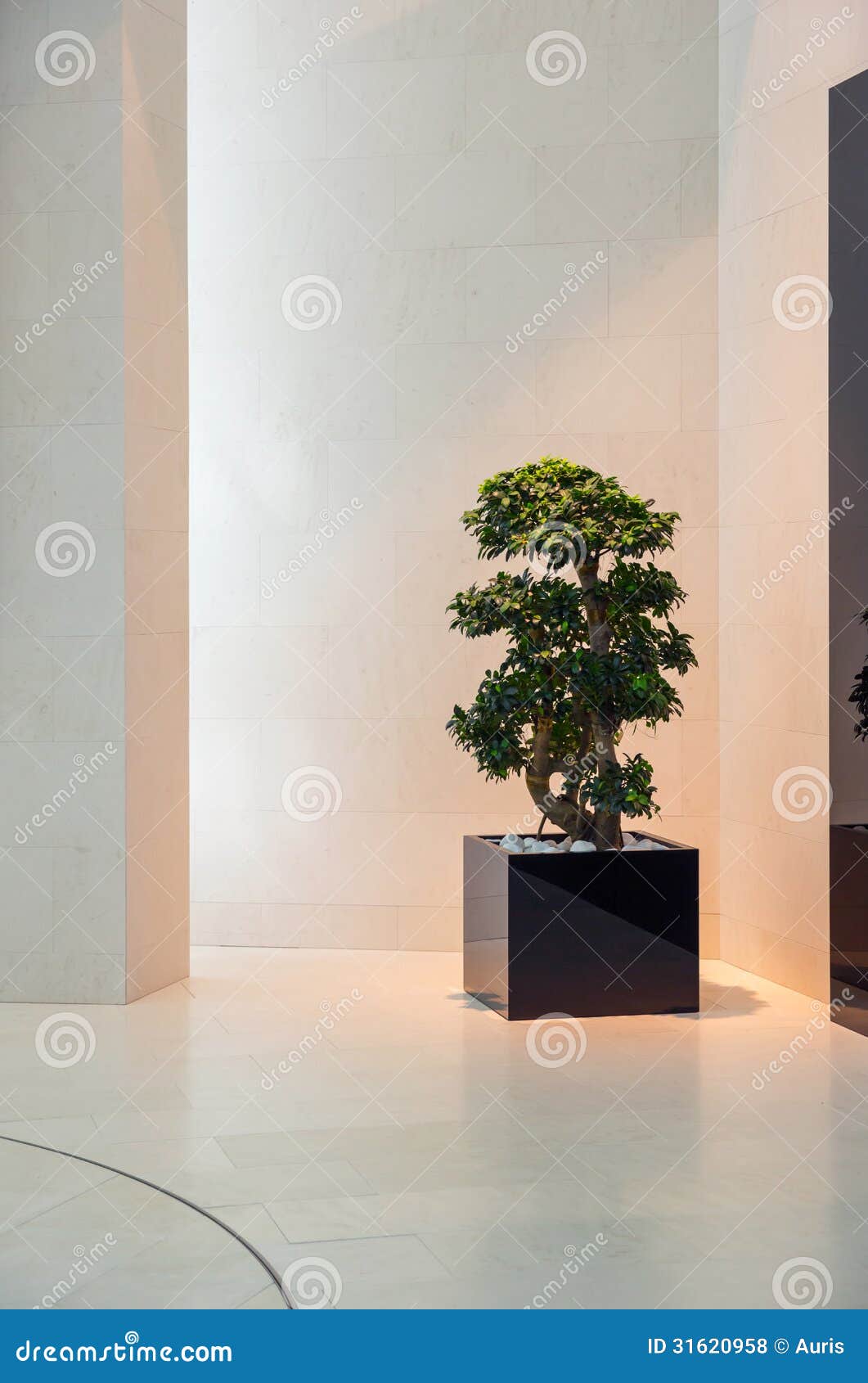 Bonsai in the Modern Interior Stock Photo - Image of green, bright ...