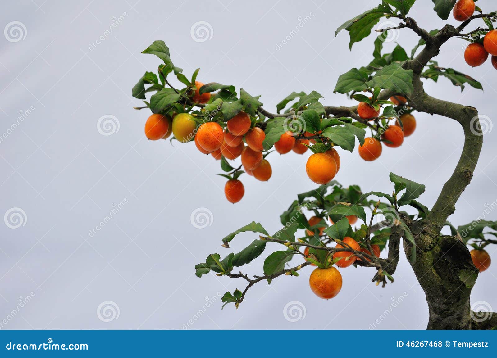 Bonsai-Obstbaum stockfoto. Bild von frucht, beschnitten - 46267468