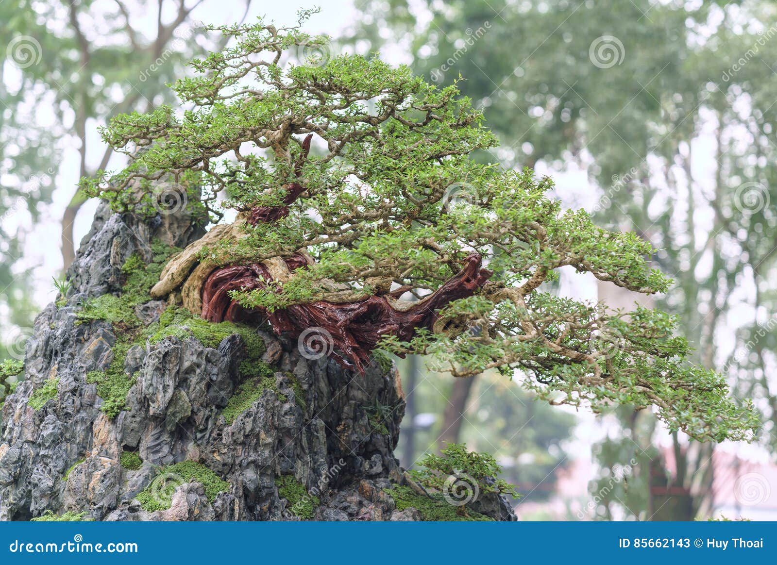 Bonsai and Penjing stock image. Image of ancient, green - 85662143