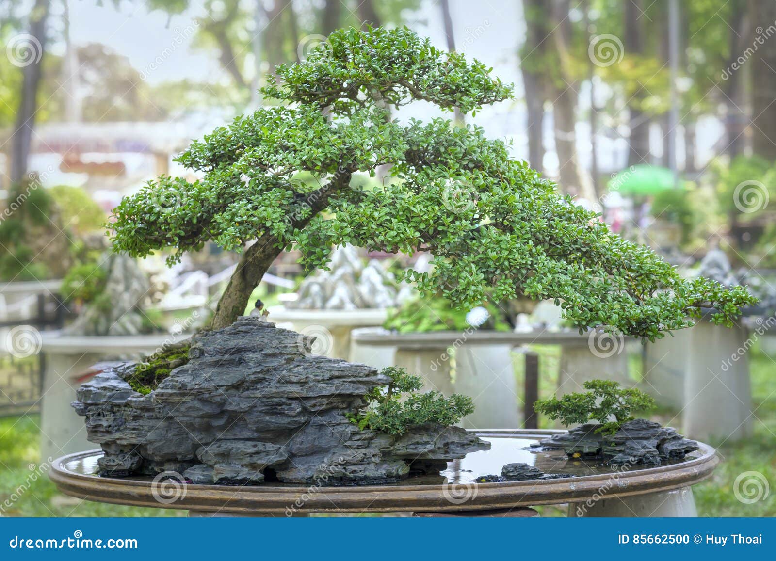 Bonsai and Penjing stock photo. Image of gardening, leaf - 85662500