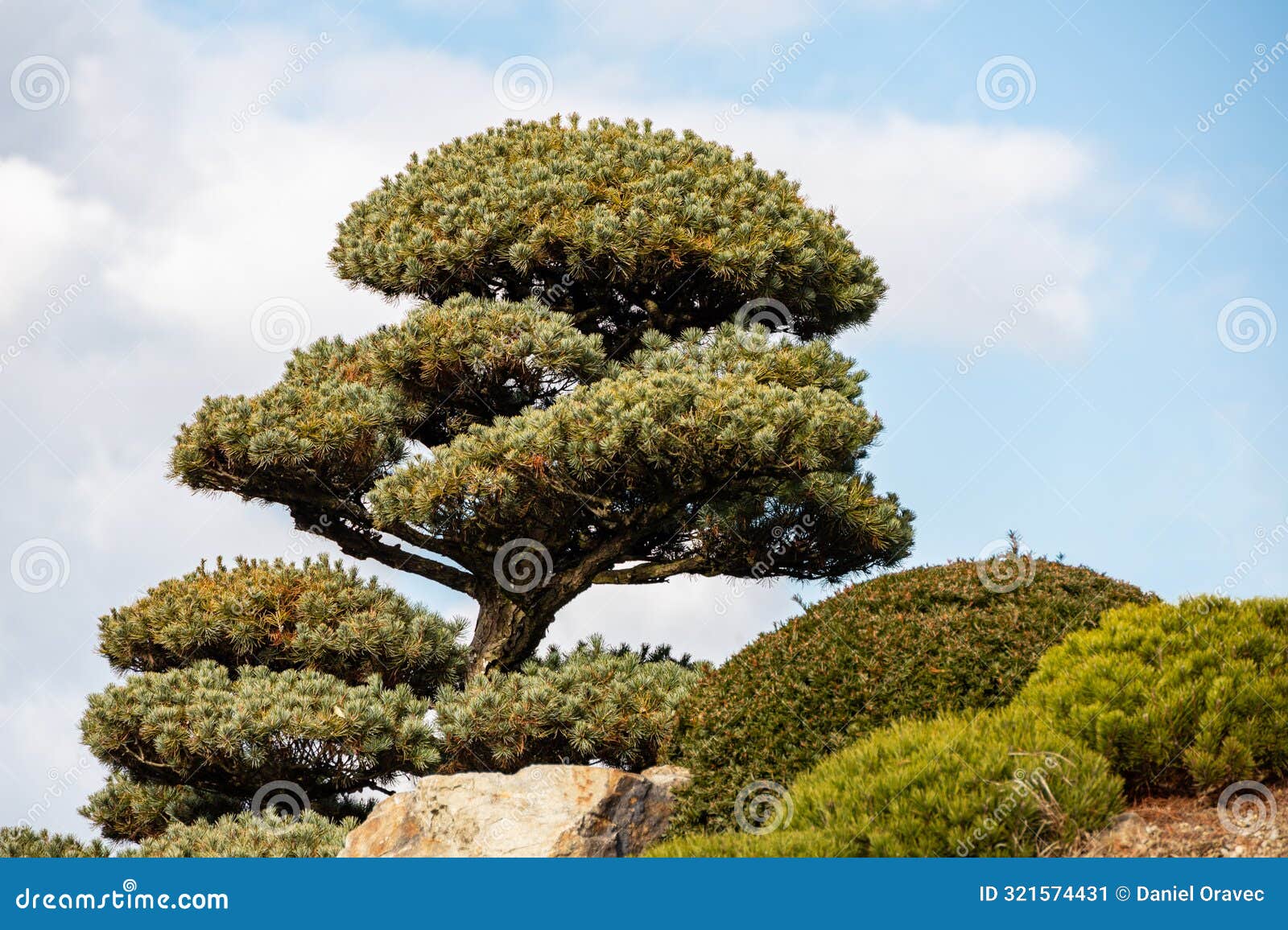 Bonsai Pine on Garden - Blue Sky on Background Stock Image - Image of ...