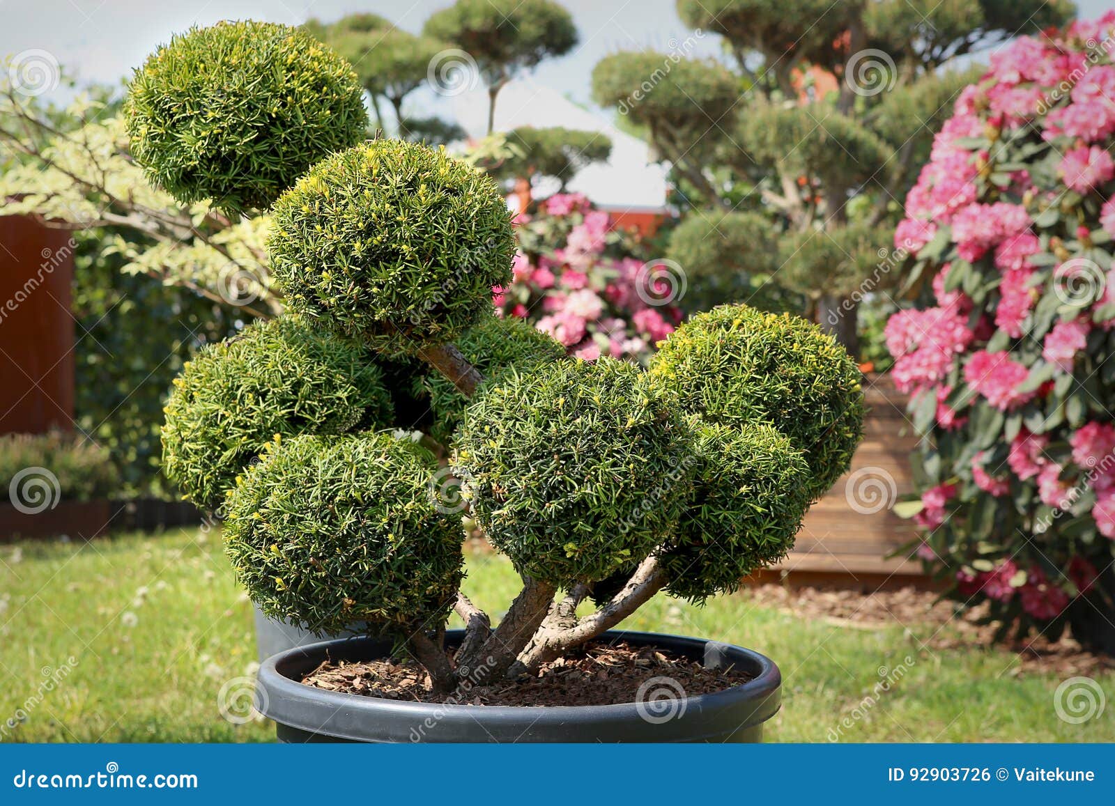 Bonsai pine in garden. stock photo. Image of growth, cultivate - 92903726