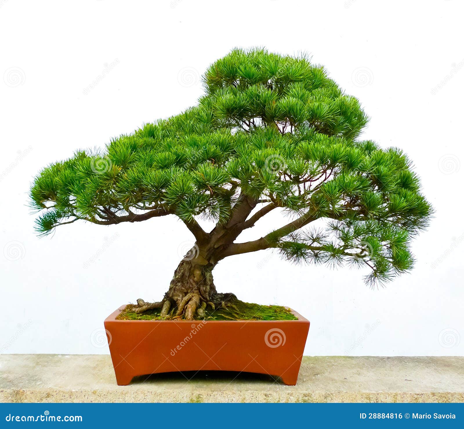 Bonsai pine tree stock photo. Image of ornamental, branch - 28884816