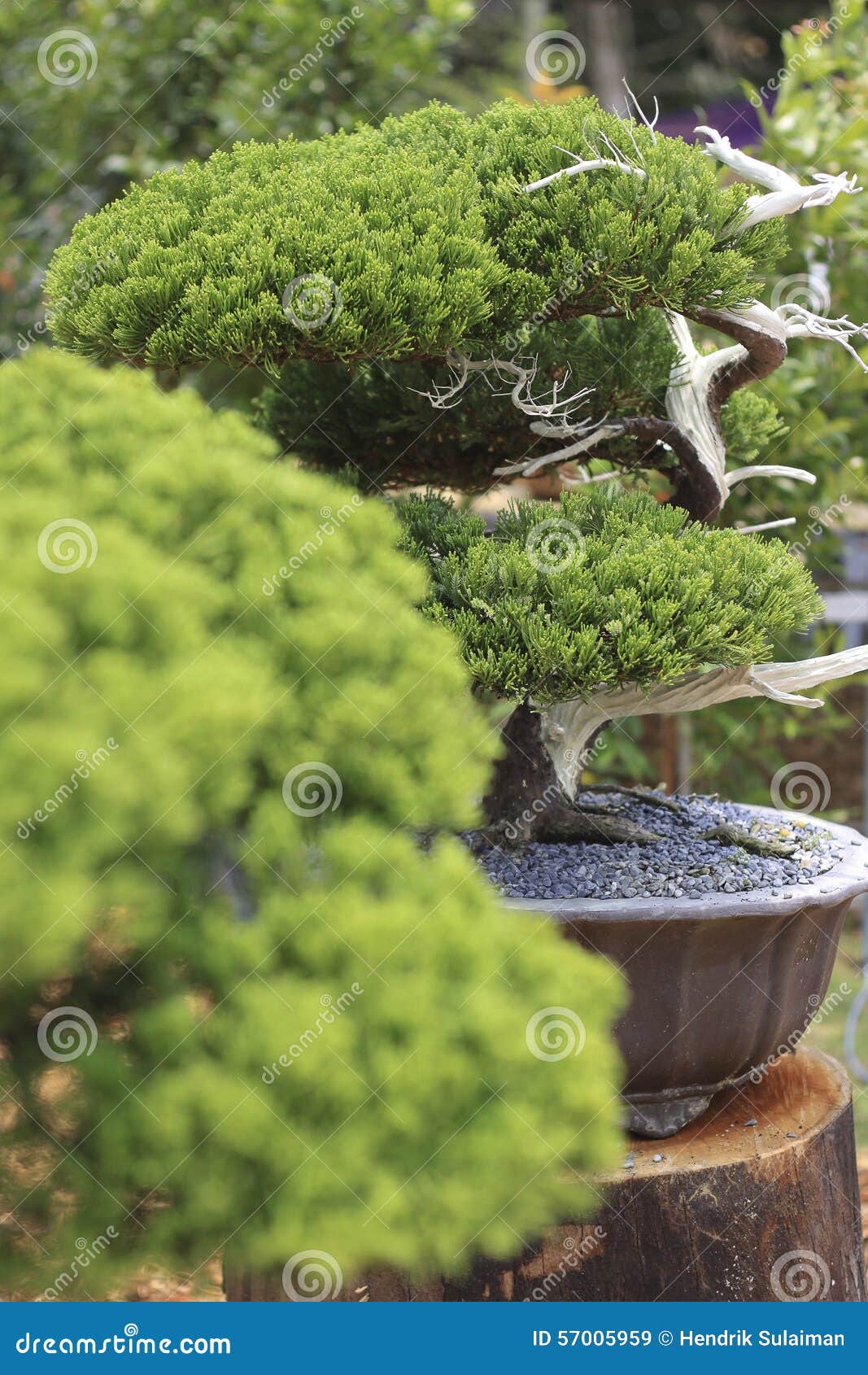 A Bonsai Pine Tree in a Ceramic Pot Stock Image - Image of chinese ...